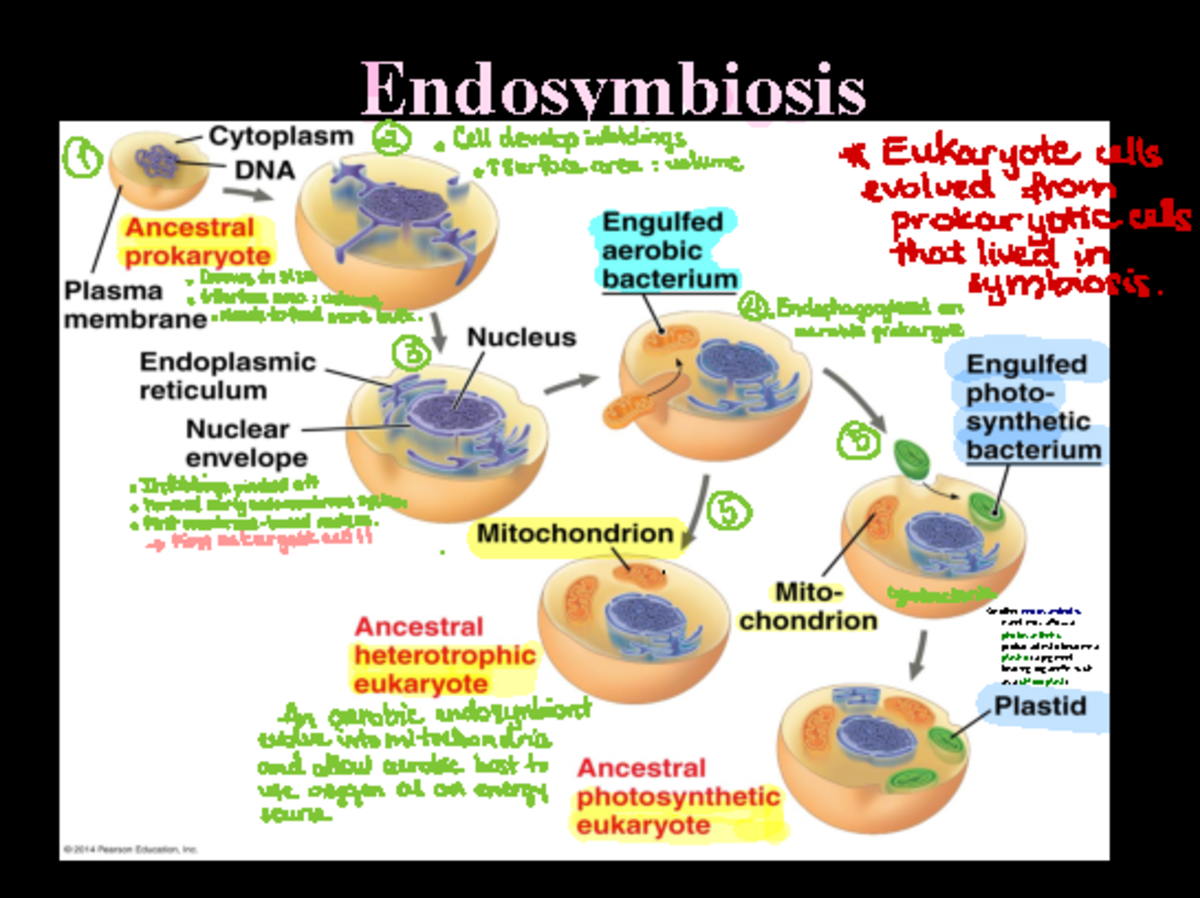 Biol 231 Endosymbiosis and Fungi - ####### Endosymbiosis Another ...