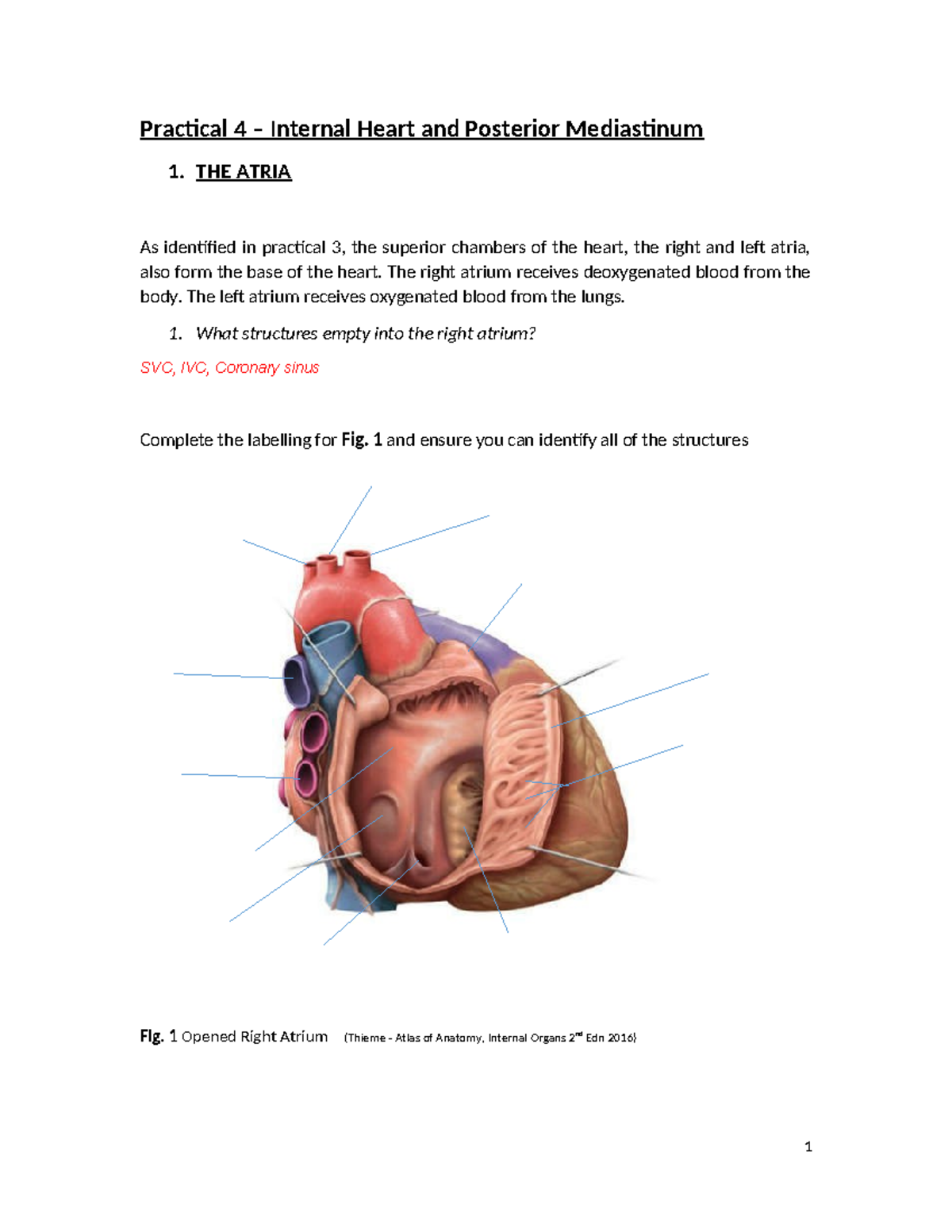 Cardiovascular Anatomy Practical 4 - SDL worksheet 2022.23 answers - Practical 4 – Internal ...
