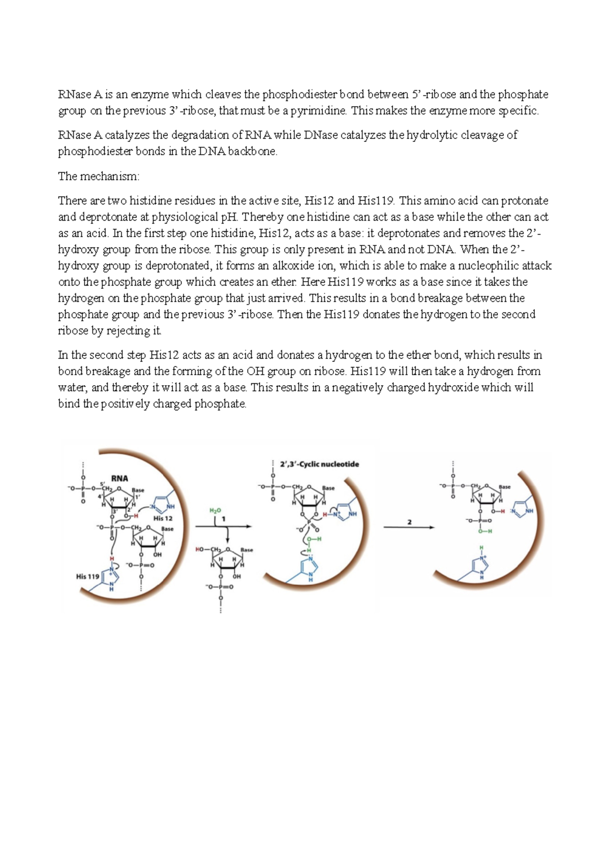 RNase A forud for lab nummer 1 - Biomolekylær struktur og funktion - Aarhus - Studocu
