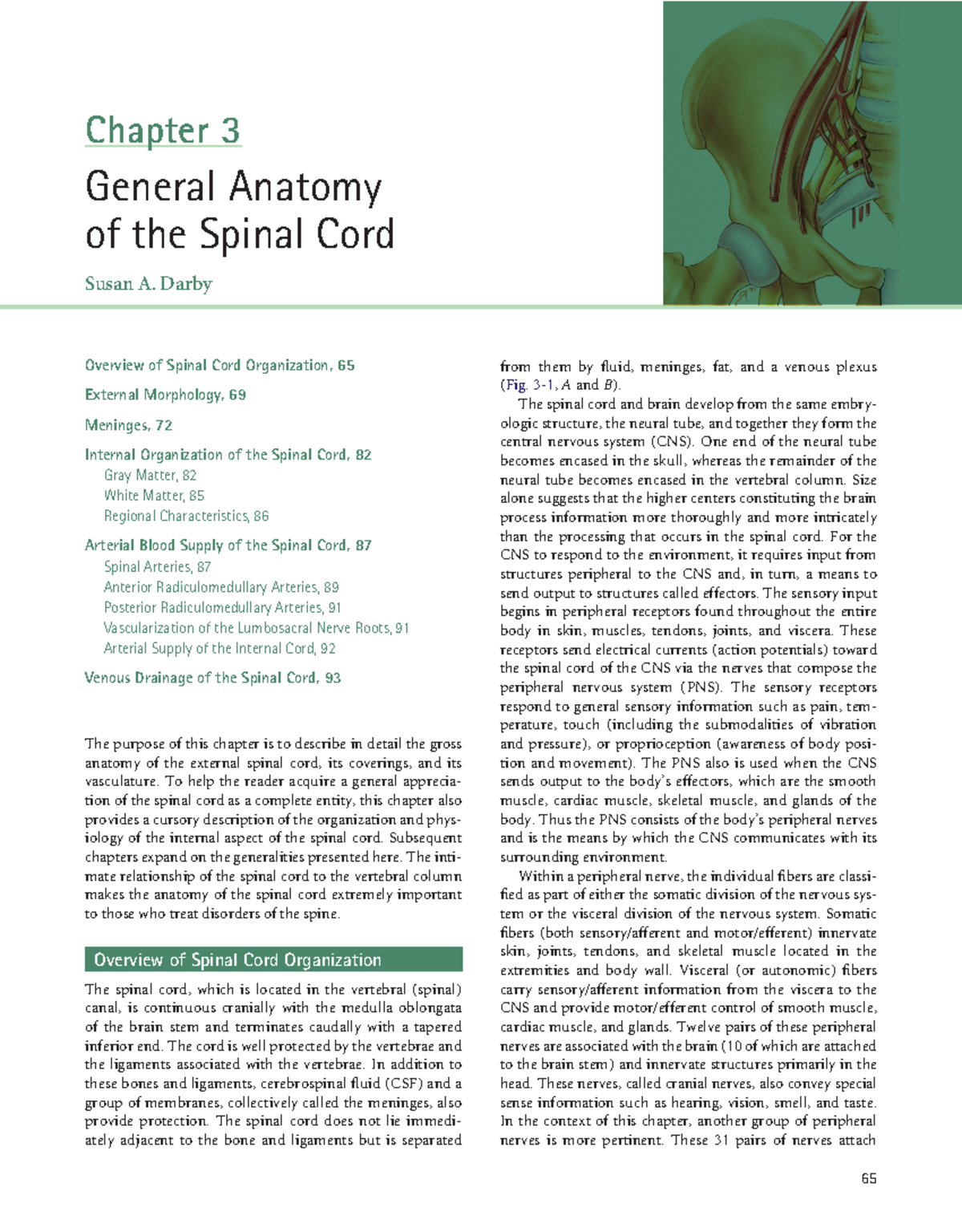 Chapter-3-General-Anatomy-of-the 2014 Clinical-Anatomy-of-the-Spine ...