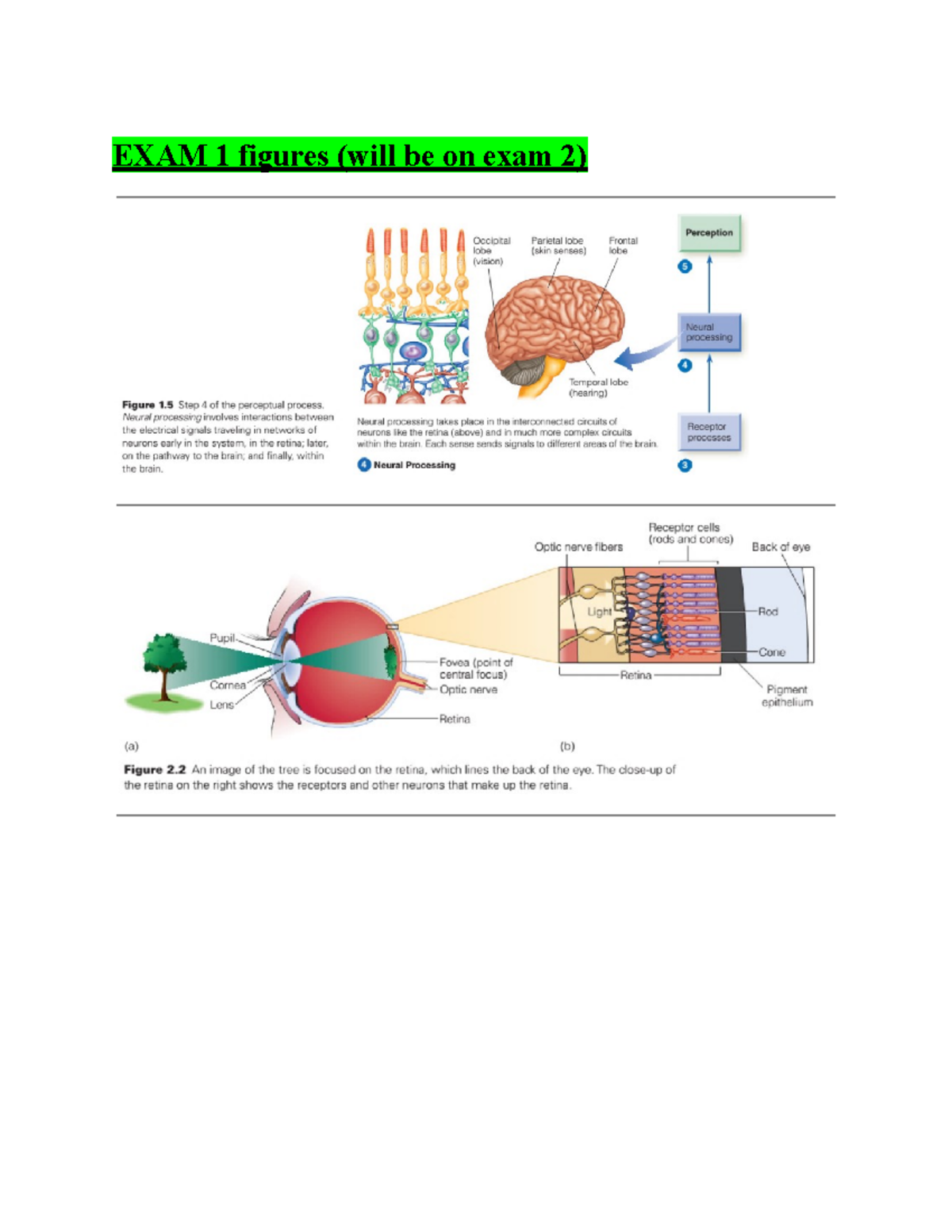 SPexam 2prep - figures that are considered important to understand on exam #2 - Figure 1 Step 4 ...