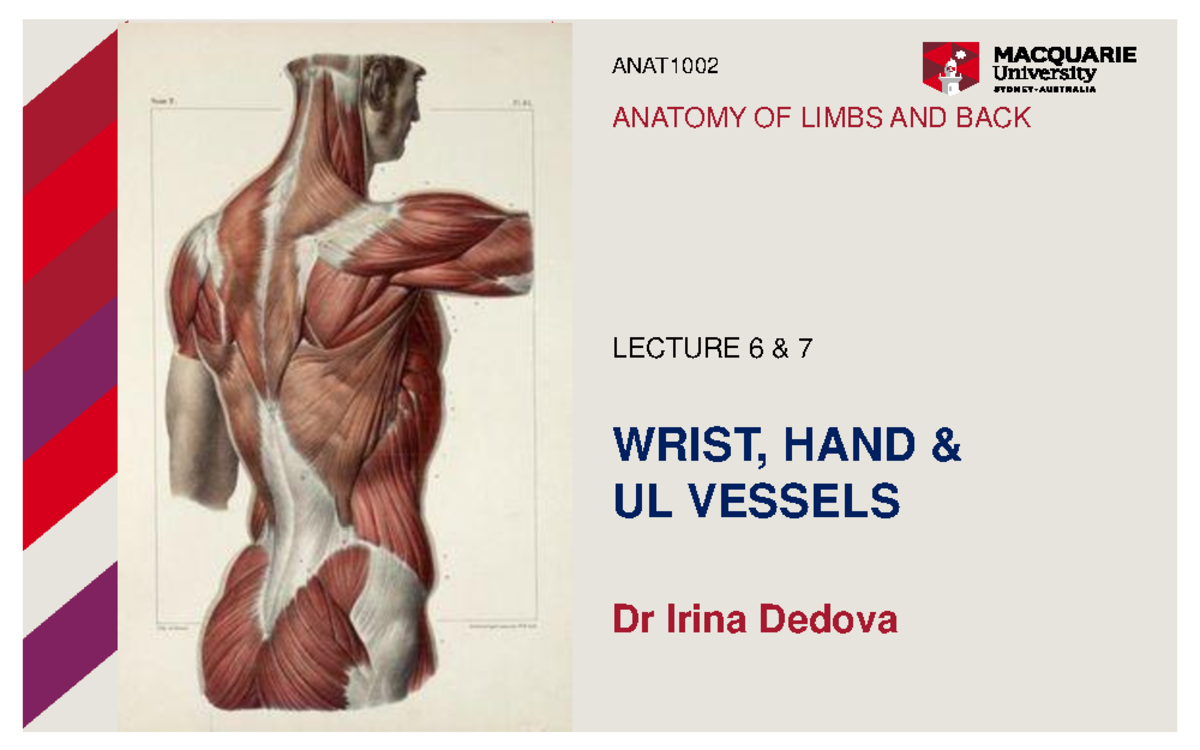 L06-07-ANAT1002-Wrist-Hand-Vessels 1 - ANATOMY OF LIMBS AND BACK LECTURE 6 & 7 ####### WRIST ...