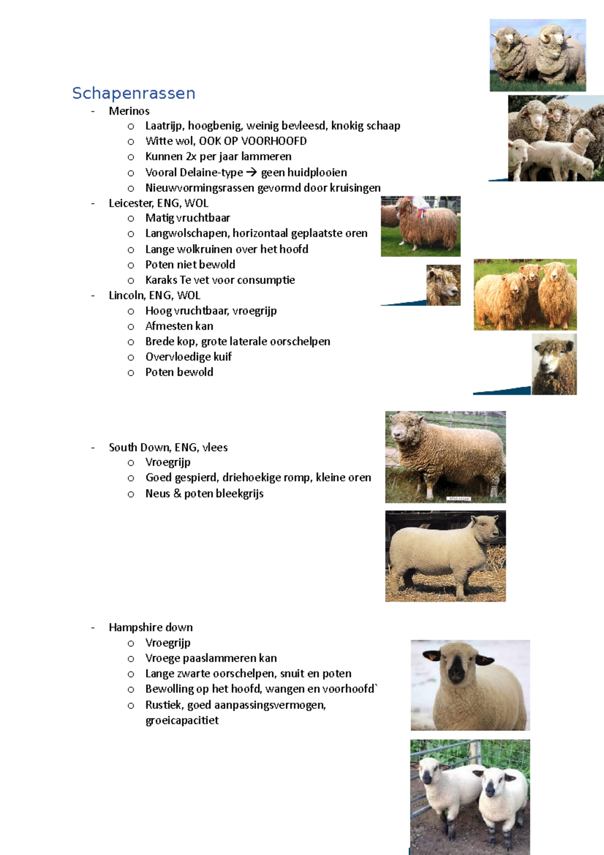 Schapen rassen - Schapenrassen Merinos o Laatrijp, hoogbenig, weinig ...