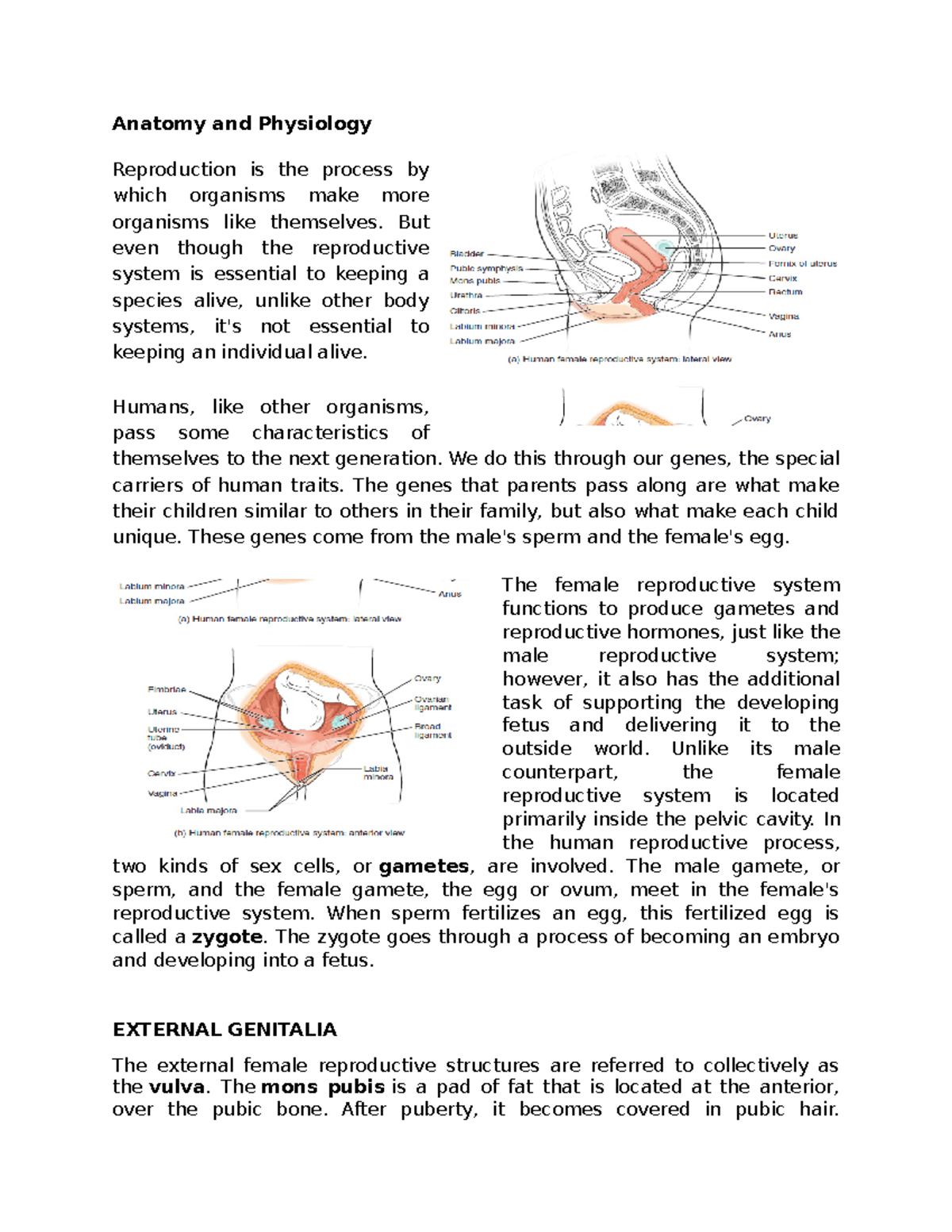 Female Reproductive System Anatomy - Anatomy and Physiology ...