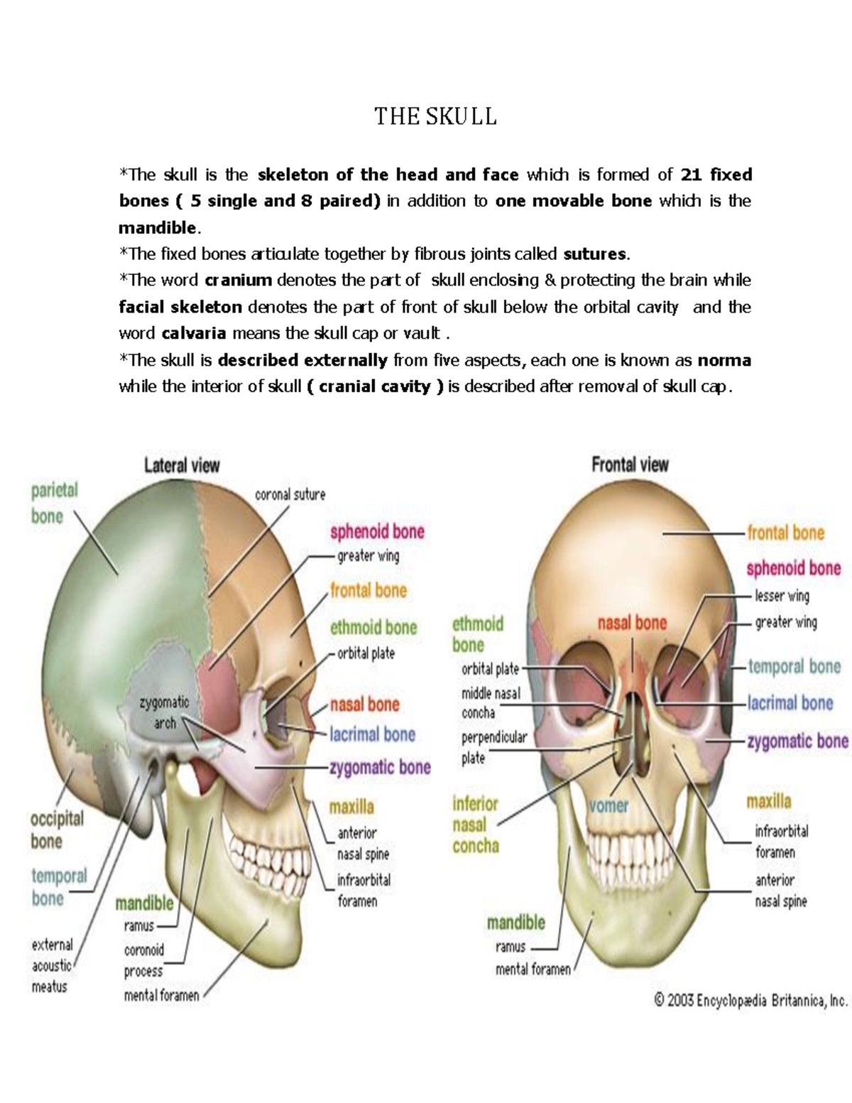 Anatomy of skull general medicine - THE SKULL *The skull is the ...