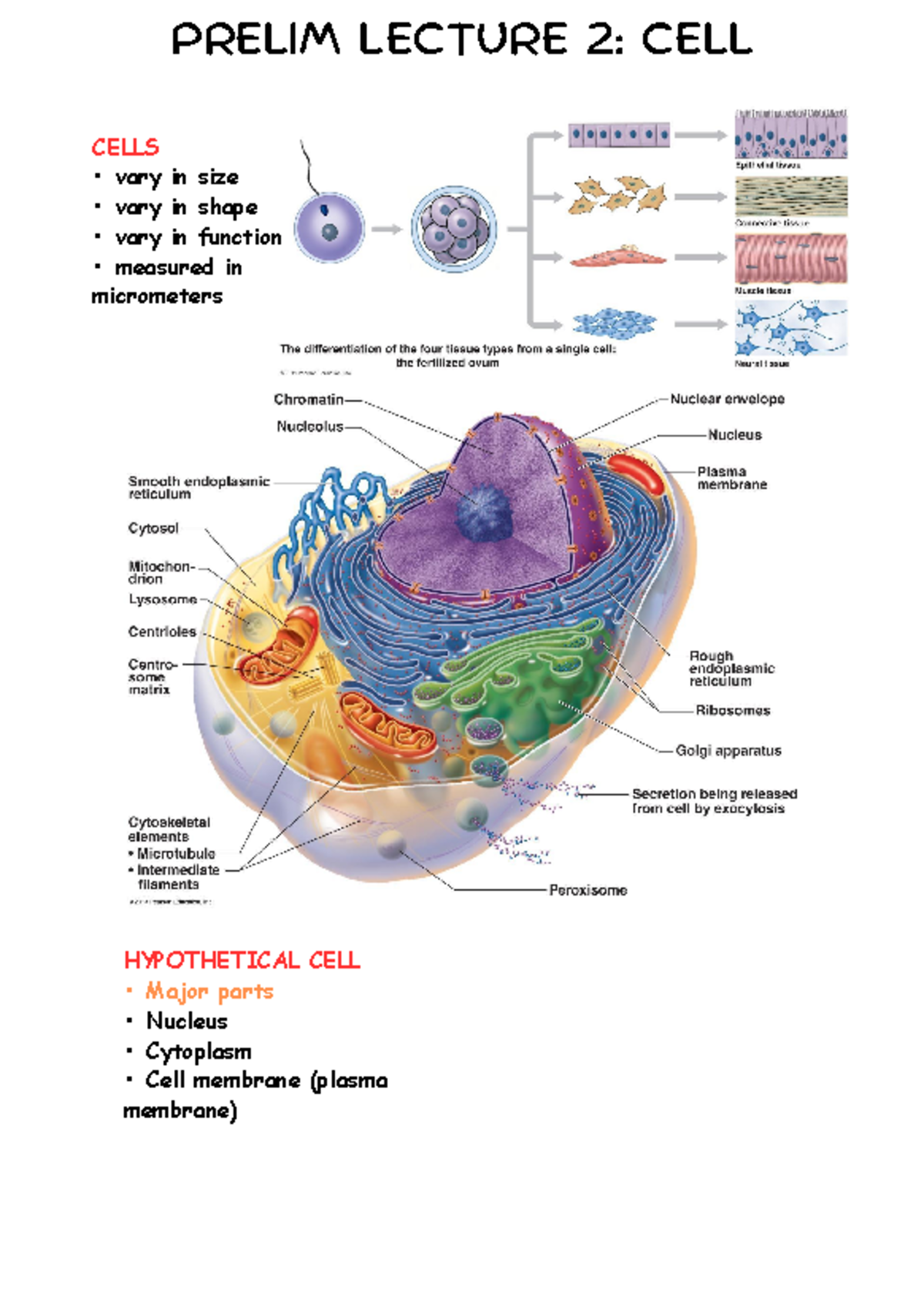 Add a little bit of body text - CELLS vary in size vary in shape vary in function measured in ...