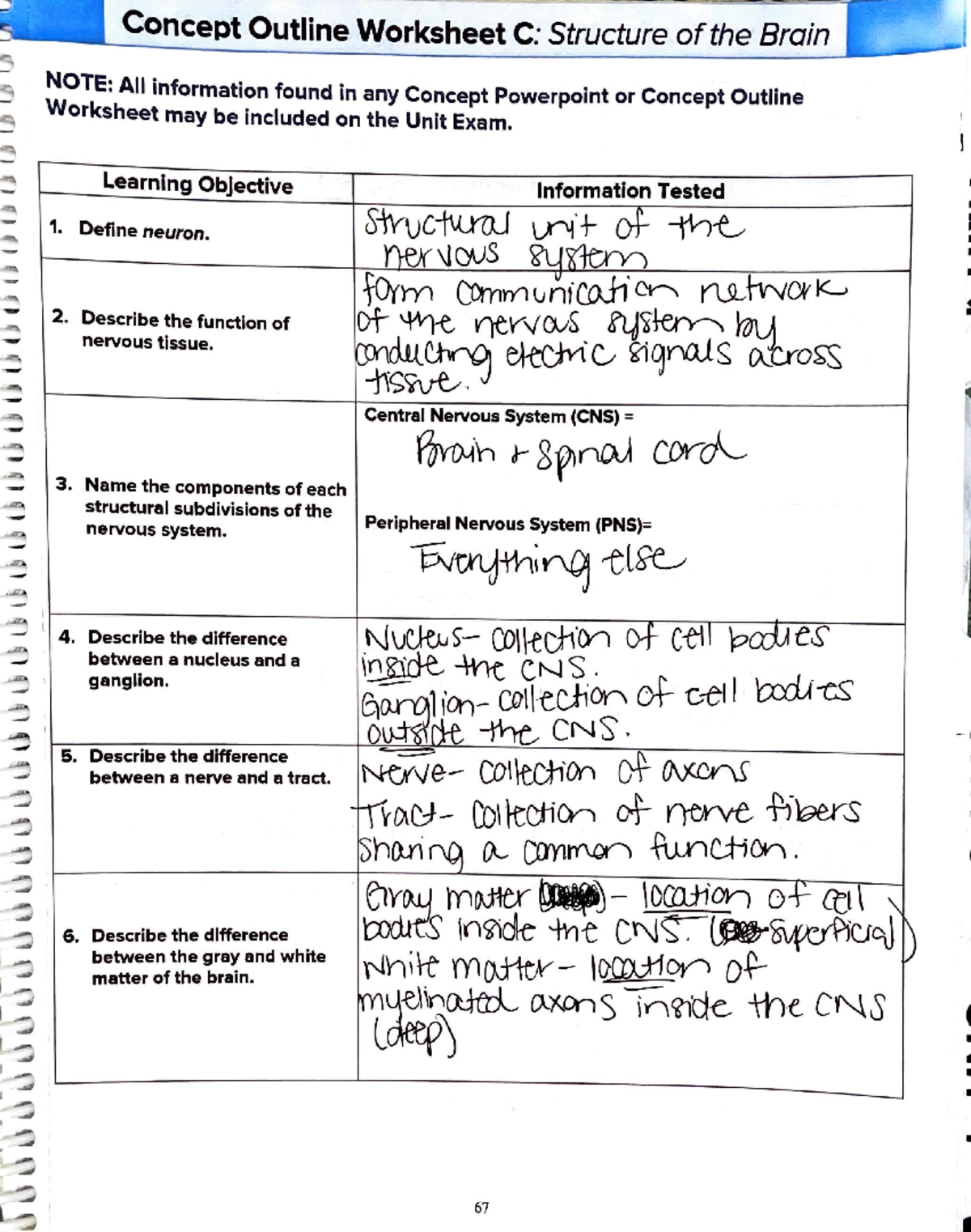 Structure of the brain - Notes - Concept Outline Worksheet C: Structure ...