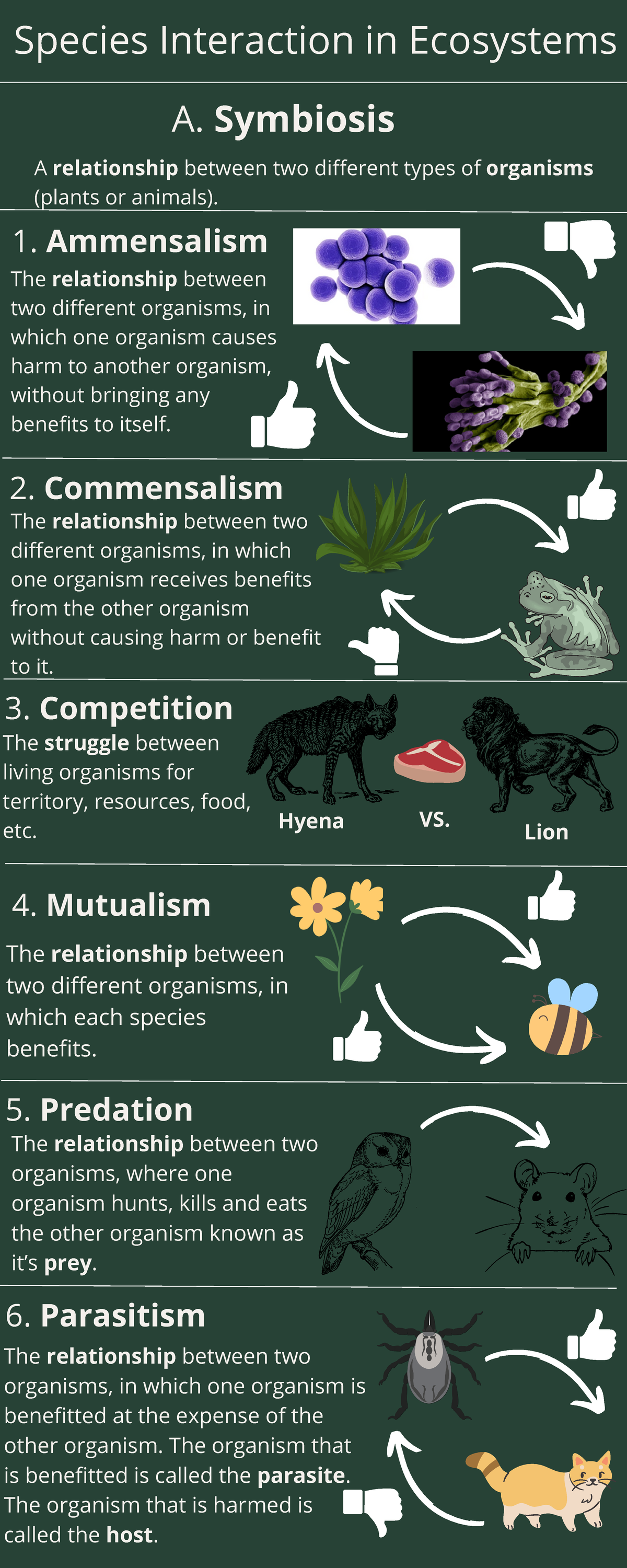 Species Interaction in Ecosystems - A. Symbiosis A relationship between two different types of ...