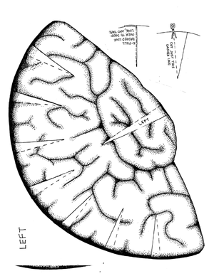 BIO 3004 APR Lab Guide Axial Muscles - BIO 3004 Human Anatomy APR ...