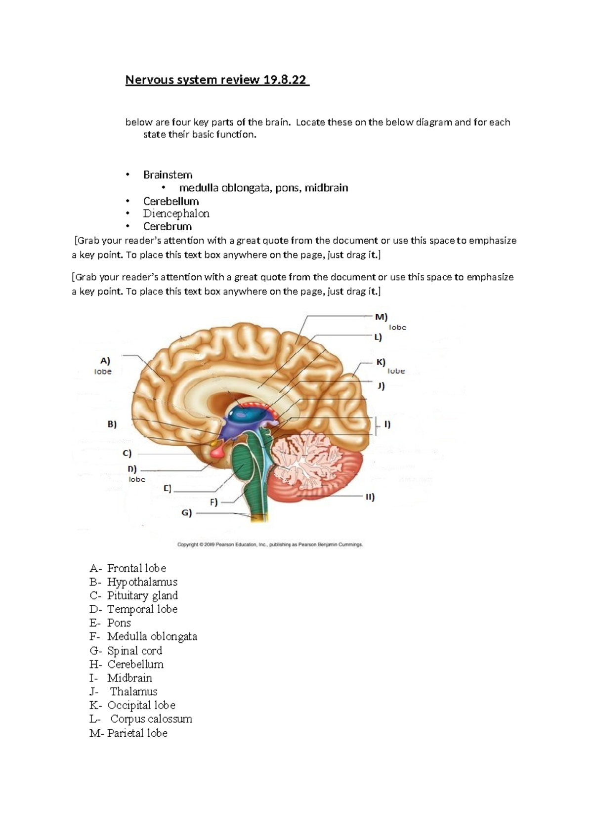 Nervous system review - revision - Nervous system review 19. below are ...