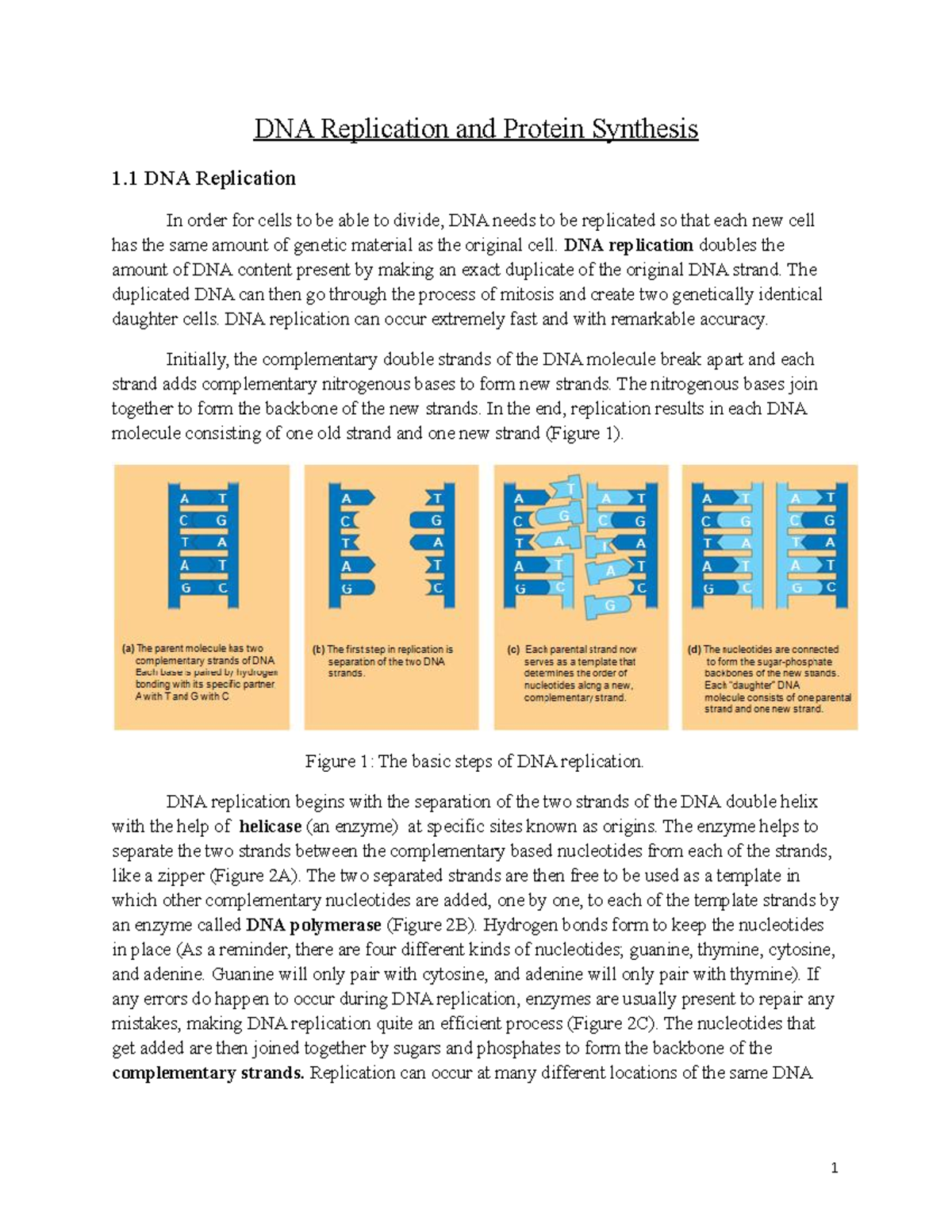 DNA replication and protein synthesis - DNA Replication and Protein ...