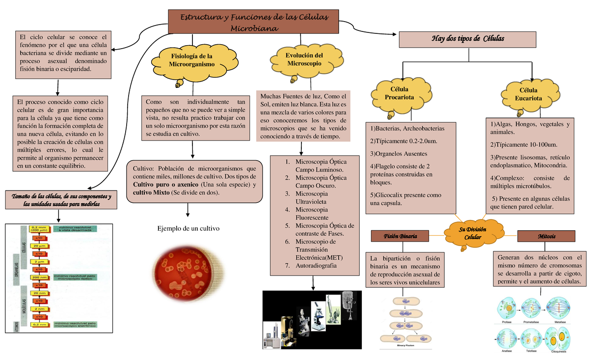Mapa Conceptual de Ciclo Celular - Estructura y Funciones de las ...
