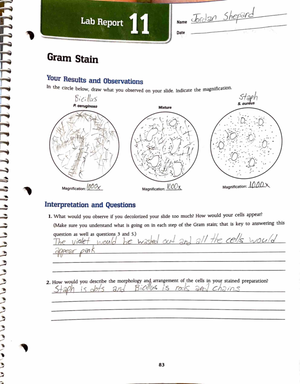 Lab Report 1 Use of the Microscope - MicroBio Lab 1 Report Name: Lauren ...