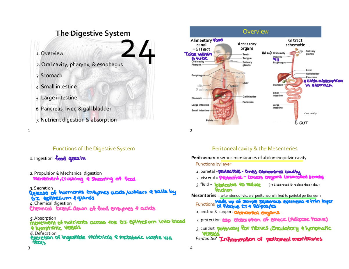 Digestive and urinary system - Deprecated API usage: The SVG back-end ...