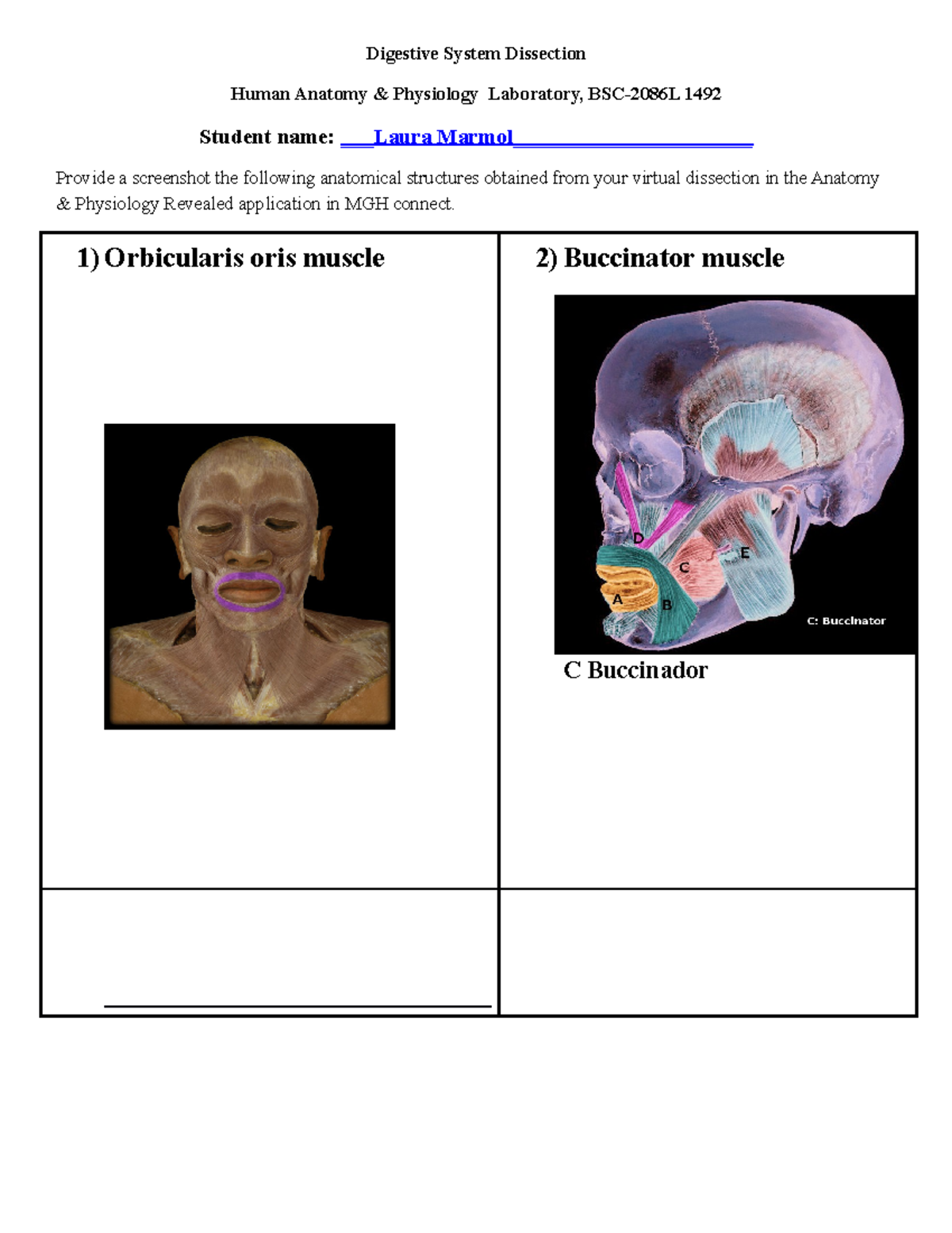 Digestive System dissection assignment answer sheet -with corrections ...