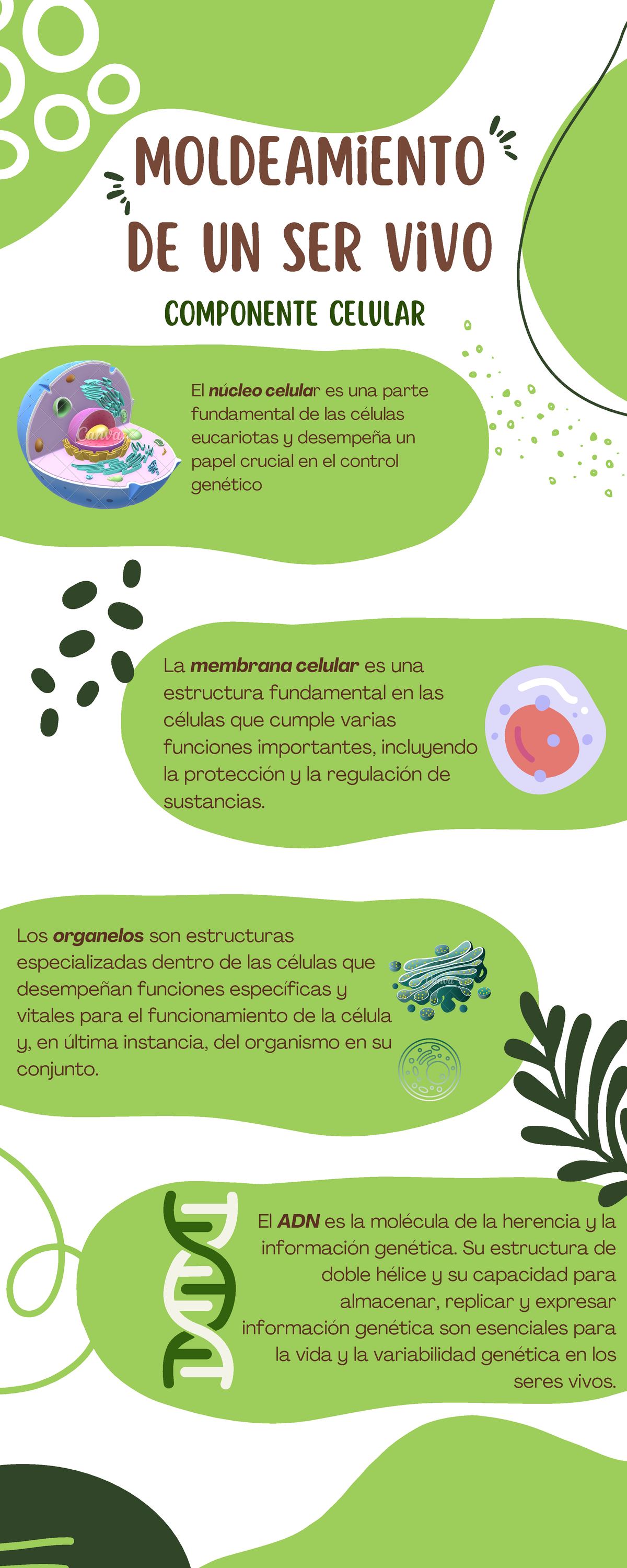 Infografia - Infografía modelamiento de un ser vivo - Moldeamiento de ...