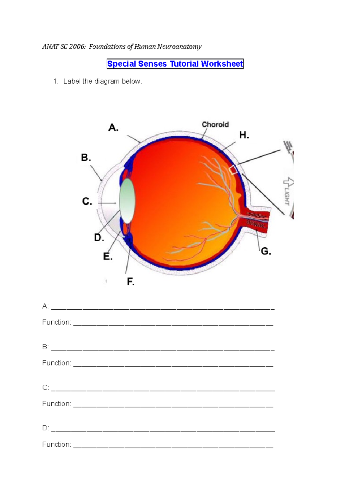 ANAT SC 2006- Special Senses Worksheet - ANAT SC 2006: Foundations of ...
