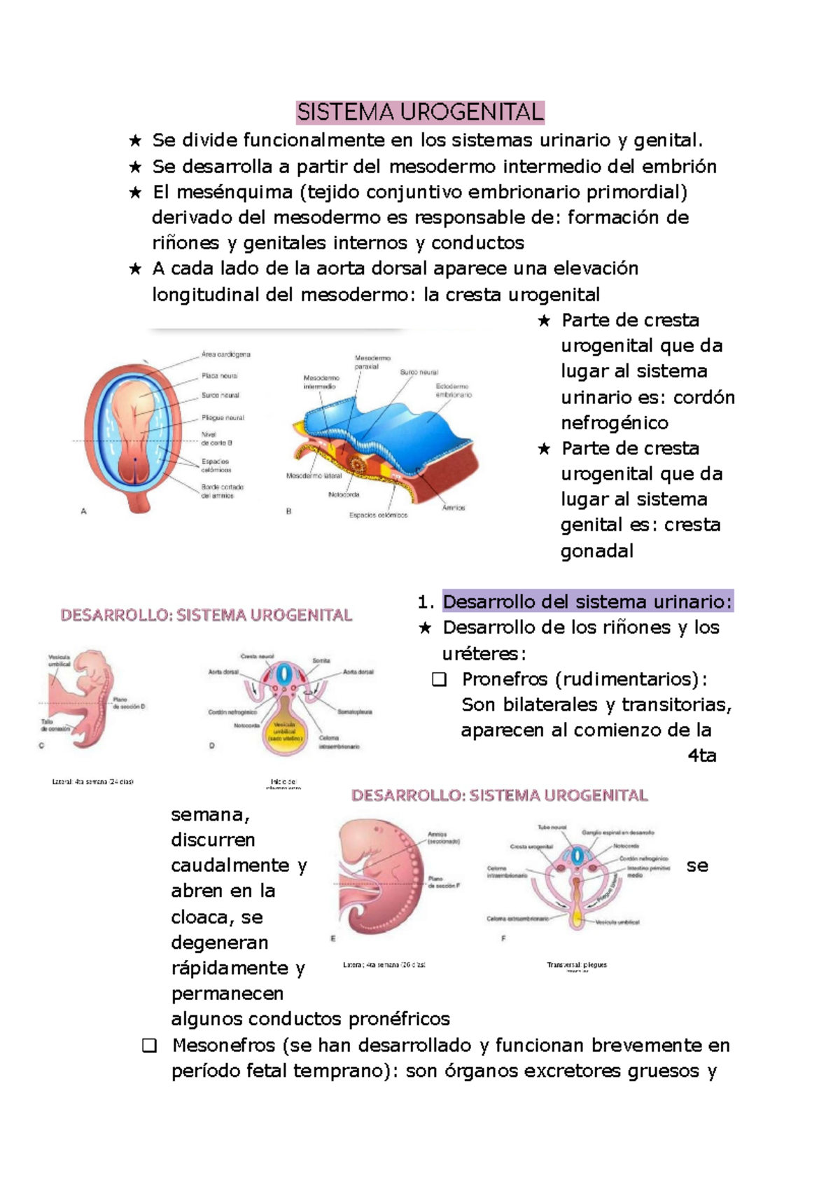 Sistema Urinario - Embriologia - SISTEMA UROGENITAL ★ Se divide ...