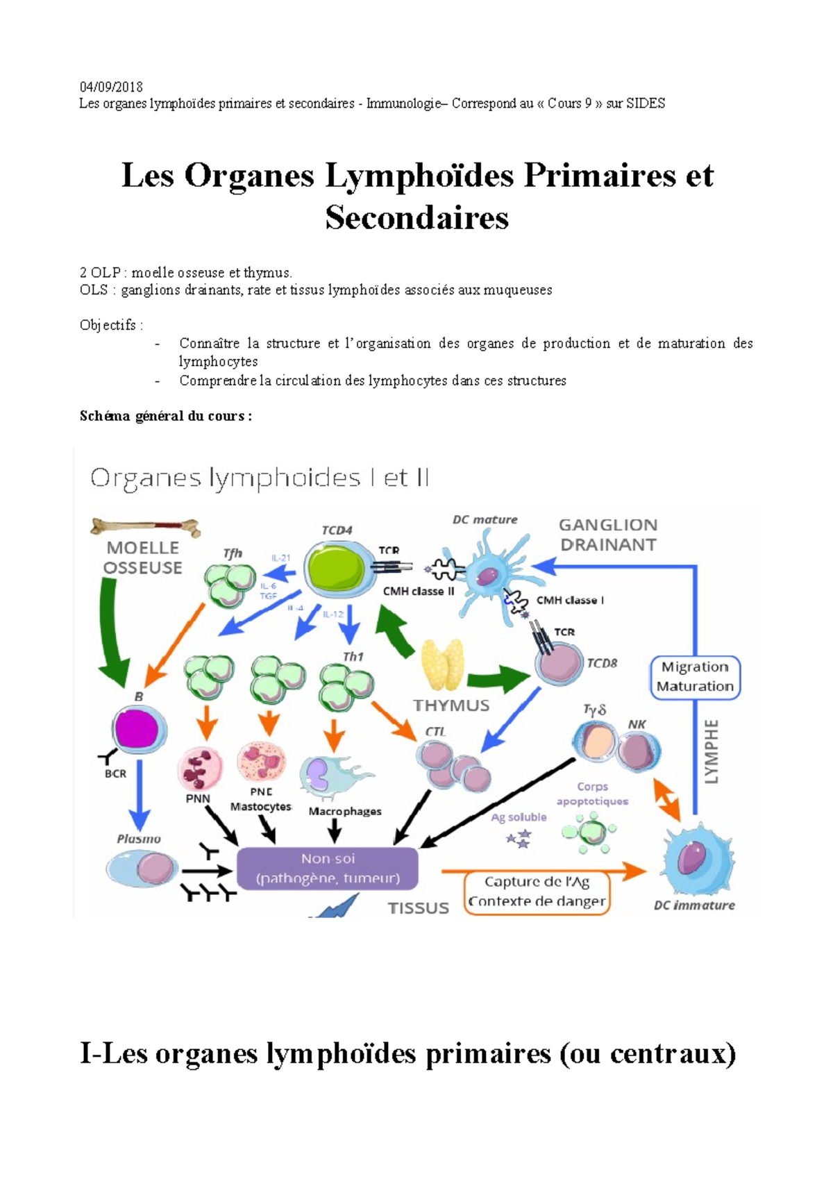 Les organes lymphoides primaires et secondaires - OLS : ganglions ...