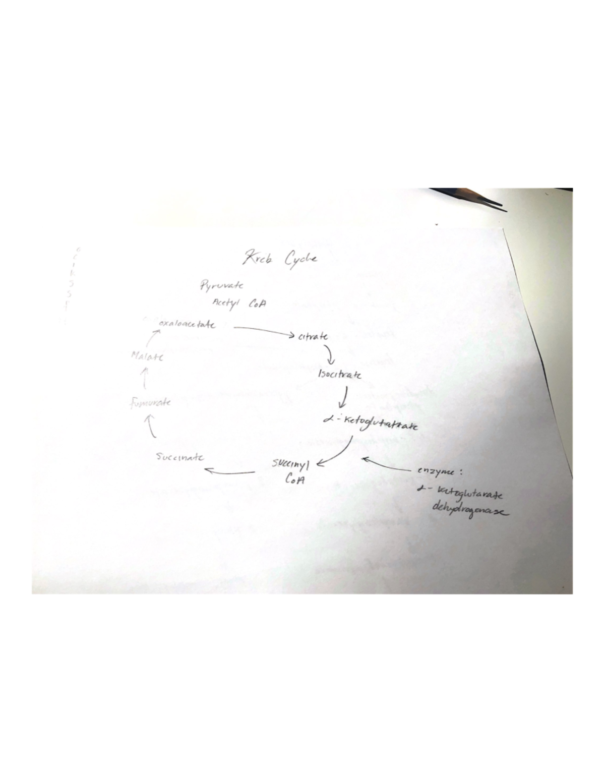 The Kreb Cycle - BIOC 2580 - 6 Kreb Cyche is , S Pyruvate S Acetyl CoA ...