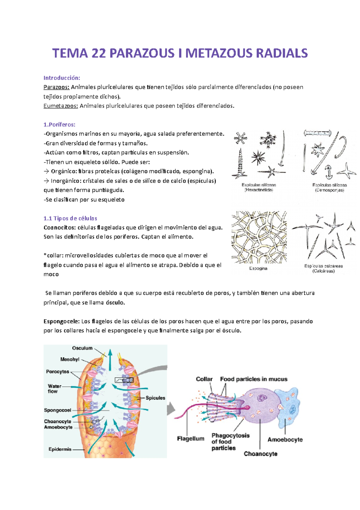Tema 22 Parazous i metazous radials - TEMA 22 PARAZOUS I METAZOUS ...