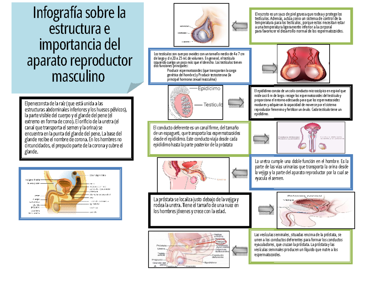 Embrilogia Sobre el sistema reproductor masculino - Infografía sobre la ...