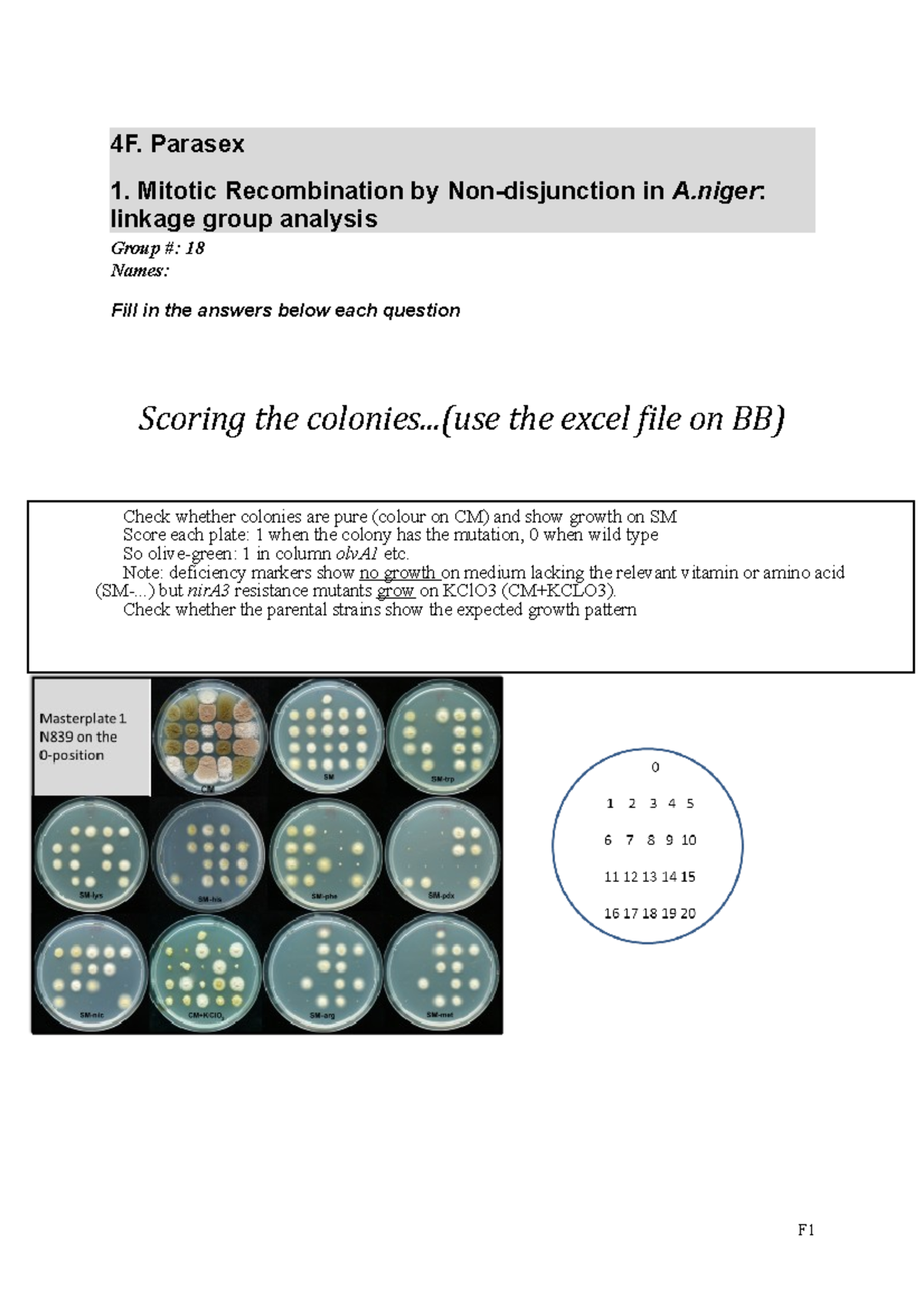 Group work Experiment F - 4F. Parasex 1. Mitotic Recombination by Non ...