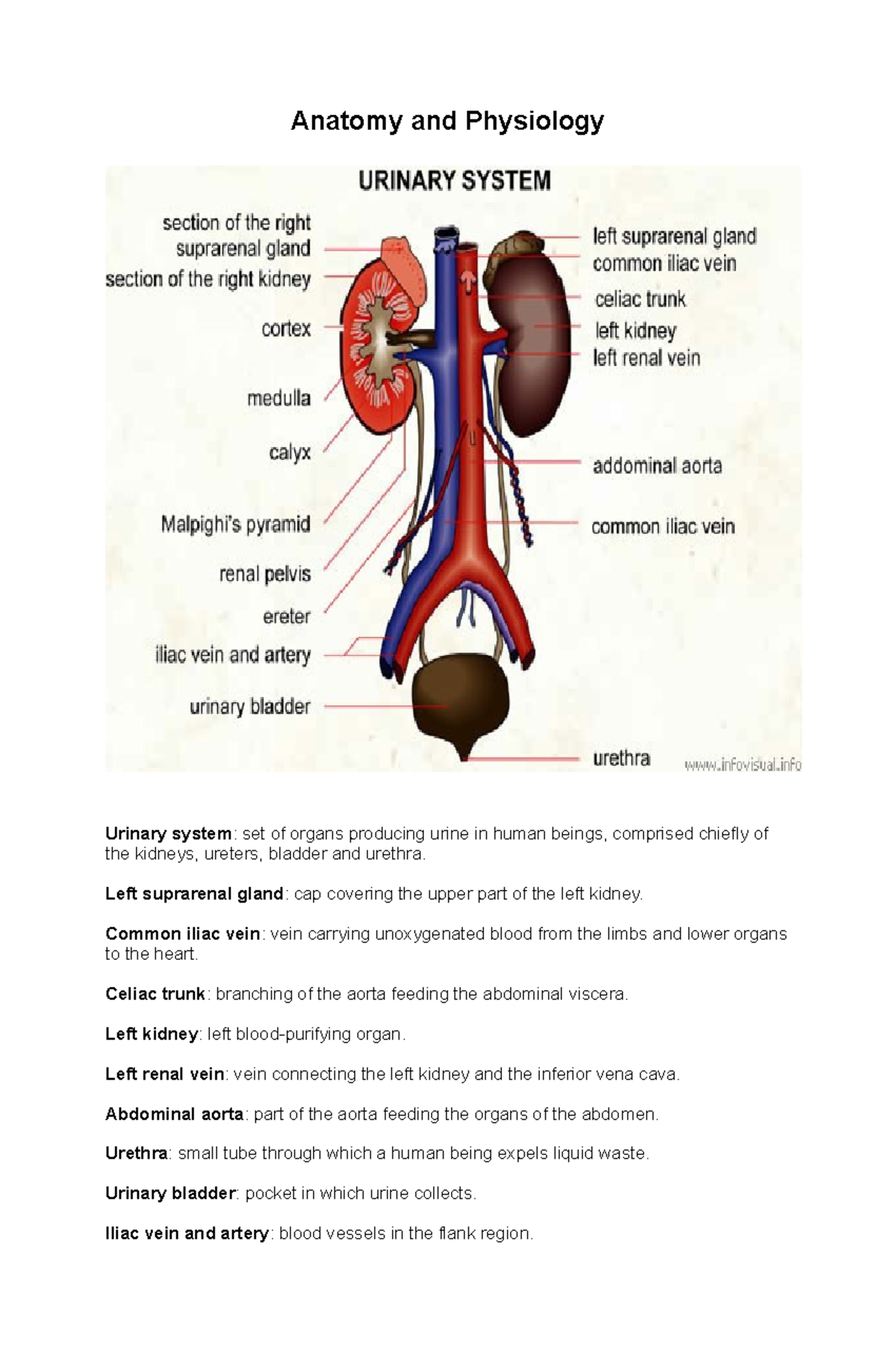 76783710 Anatomy and Physiology - Anatomy and Physiology Urinary system ...