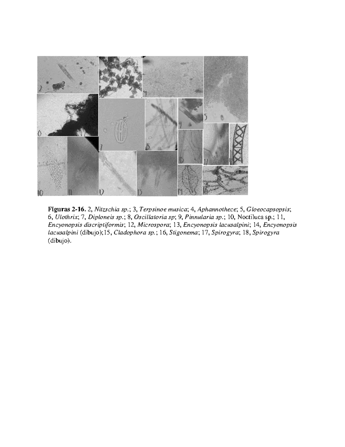 Fotos practica - Biología de Protistas y Algas - Figuras 2 - 16. 2 ...