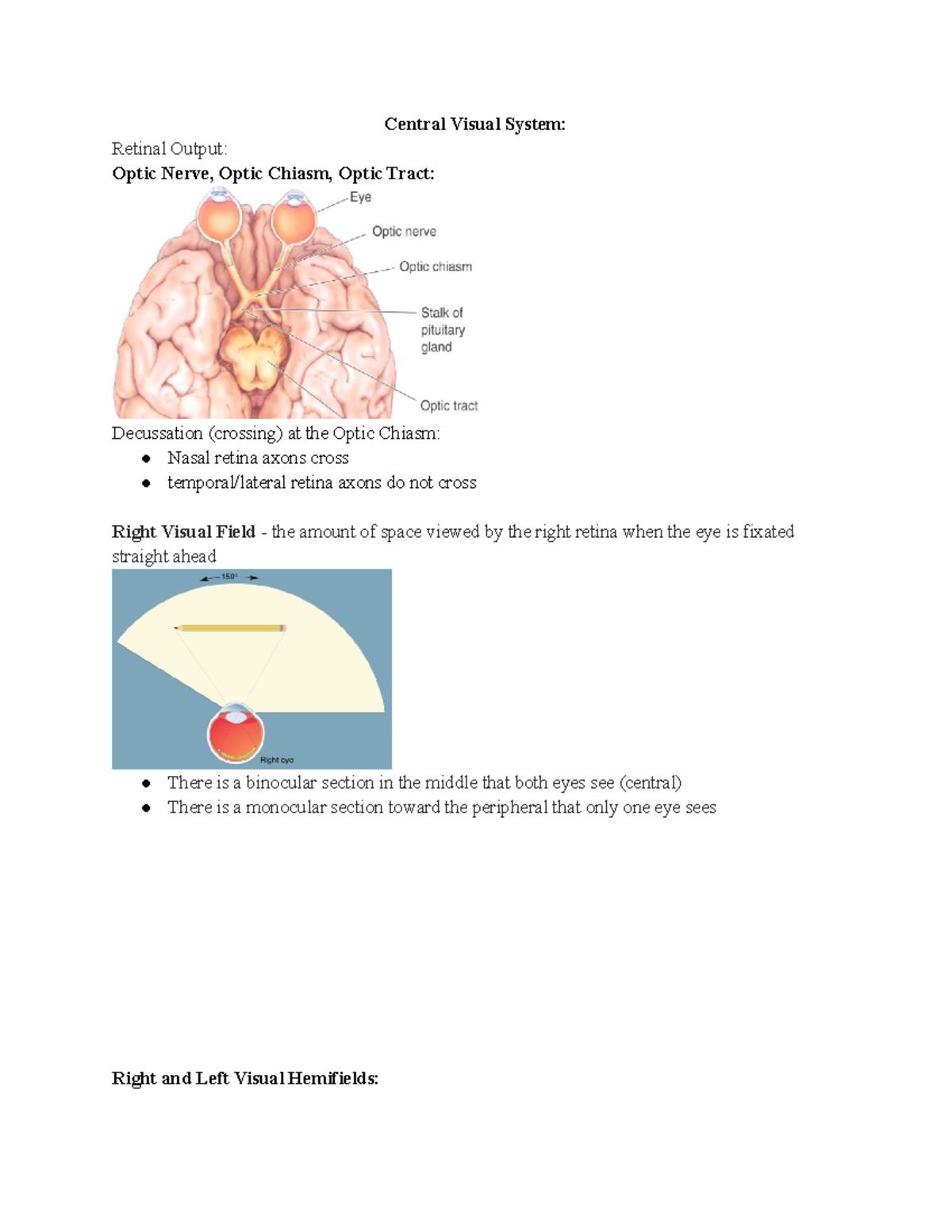 Chapter 10 Central Visual System - Central Visual System: Retinal ...