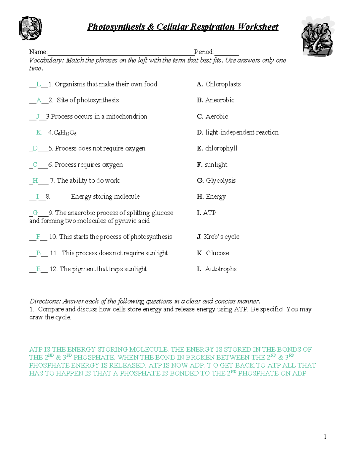Key Photosynthesis respiration review worksheet - Photosynthesis ...