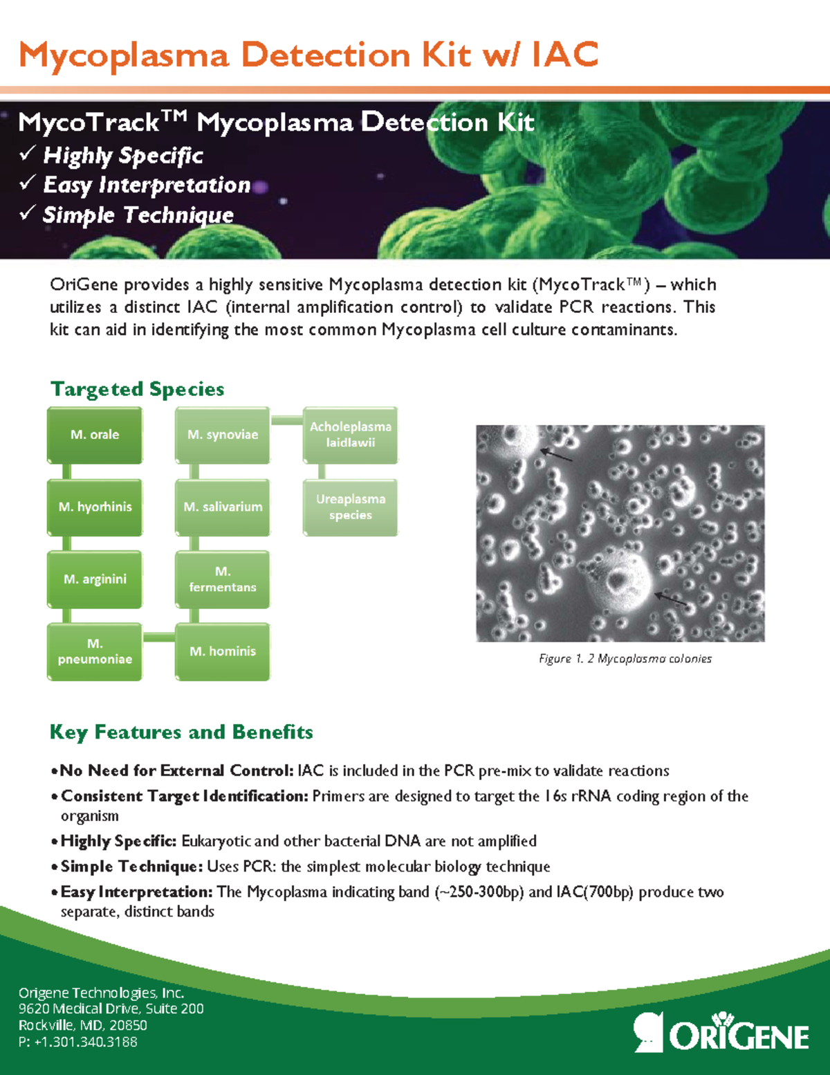 Mycoplasma Detection Kit v2 - Key Features and Benefits • No Need for ...