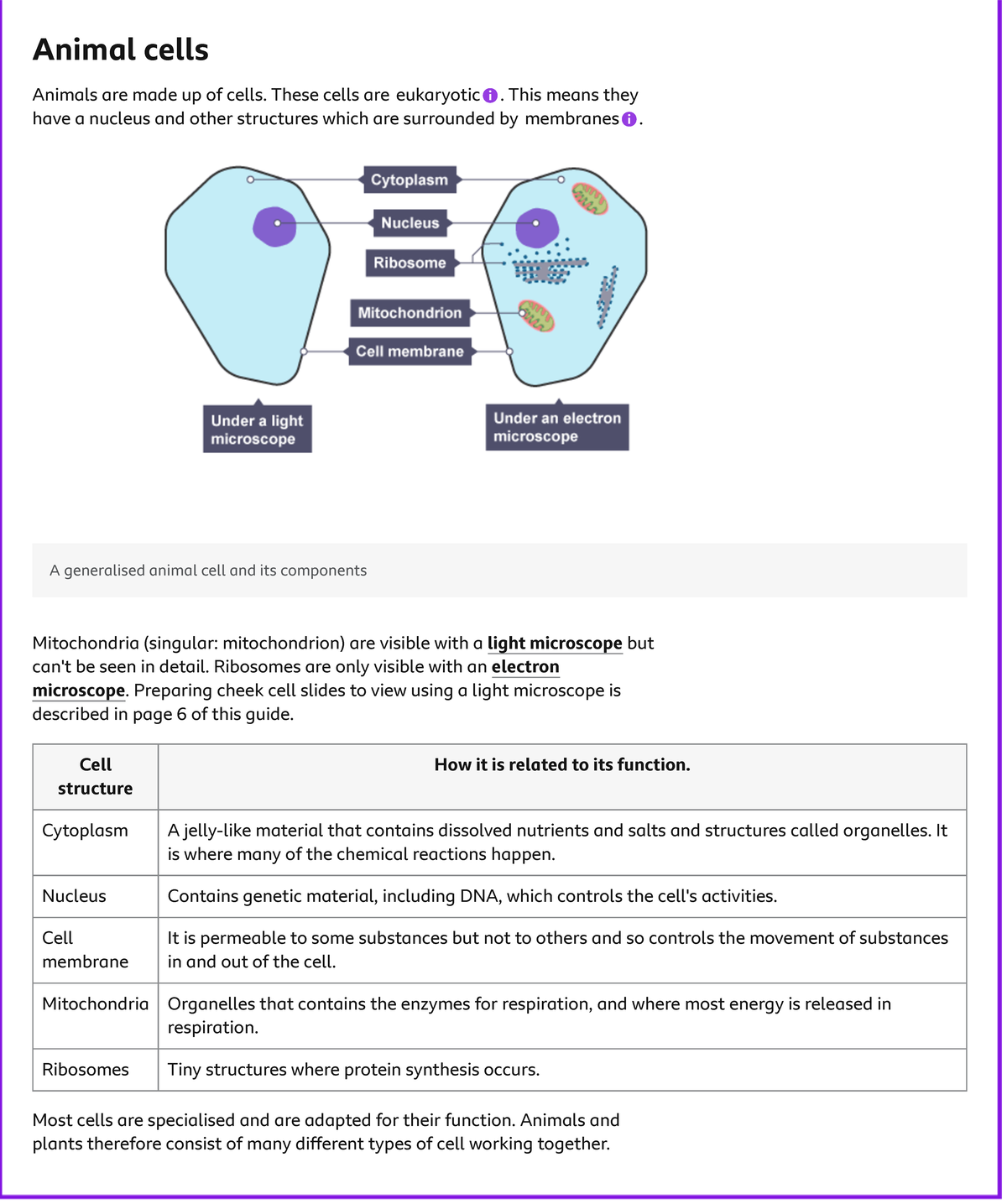 Animal cells - Cell structure - Edexcel - GCSE Biology (Single Science ...