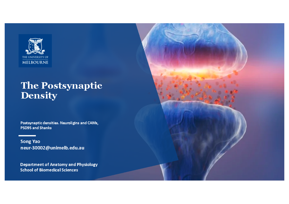 Postsynaptic Density Neur30002 - Department of Anatomy and Physiology ...