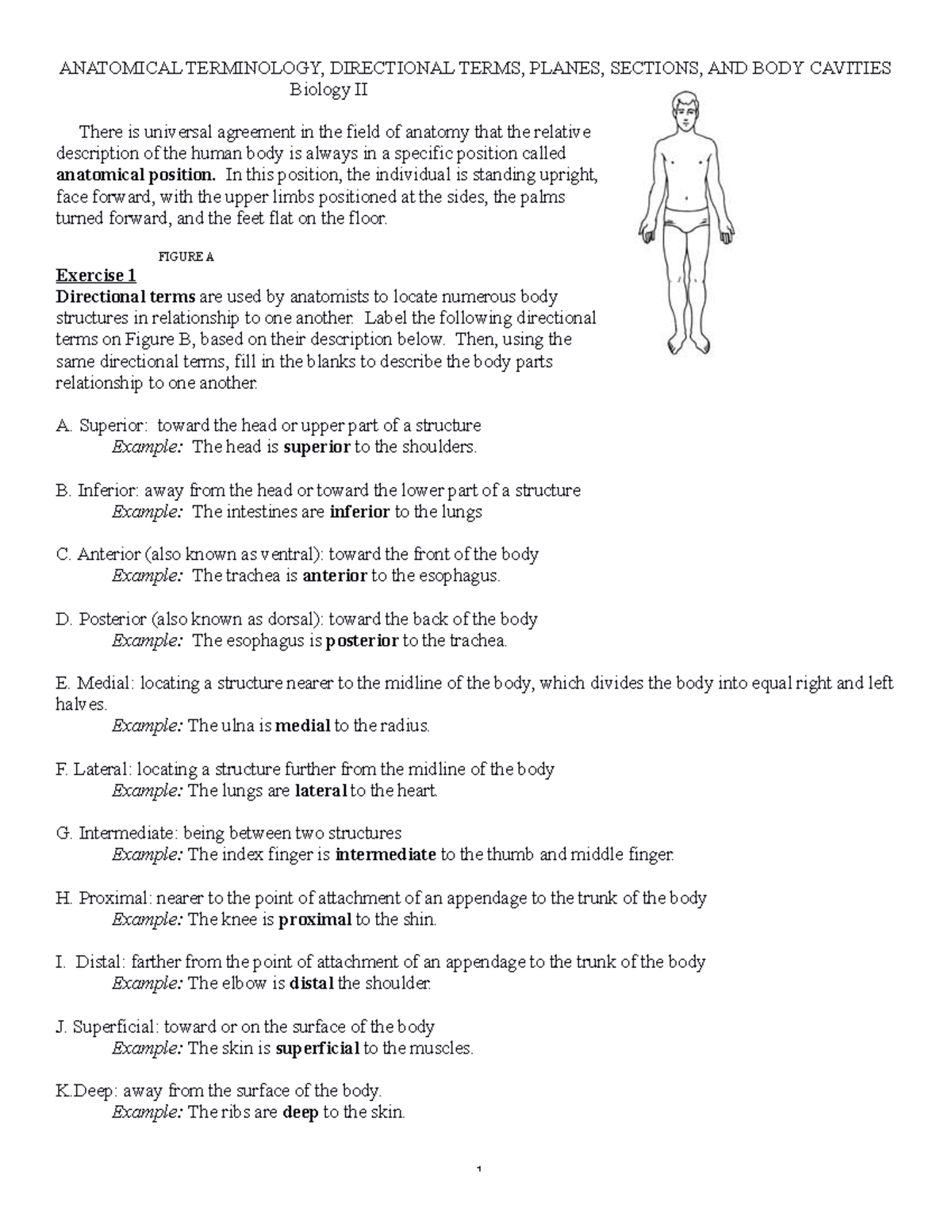 1- Anatomical Terminology KEY - ANATOMICAL TERMINOLOGY, DIRECTIONAL ...