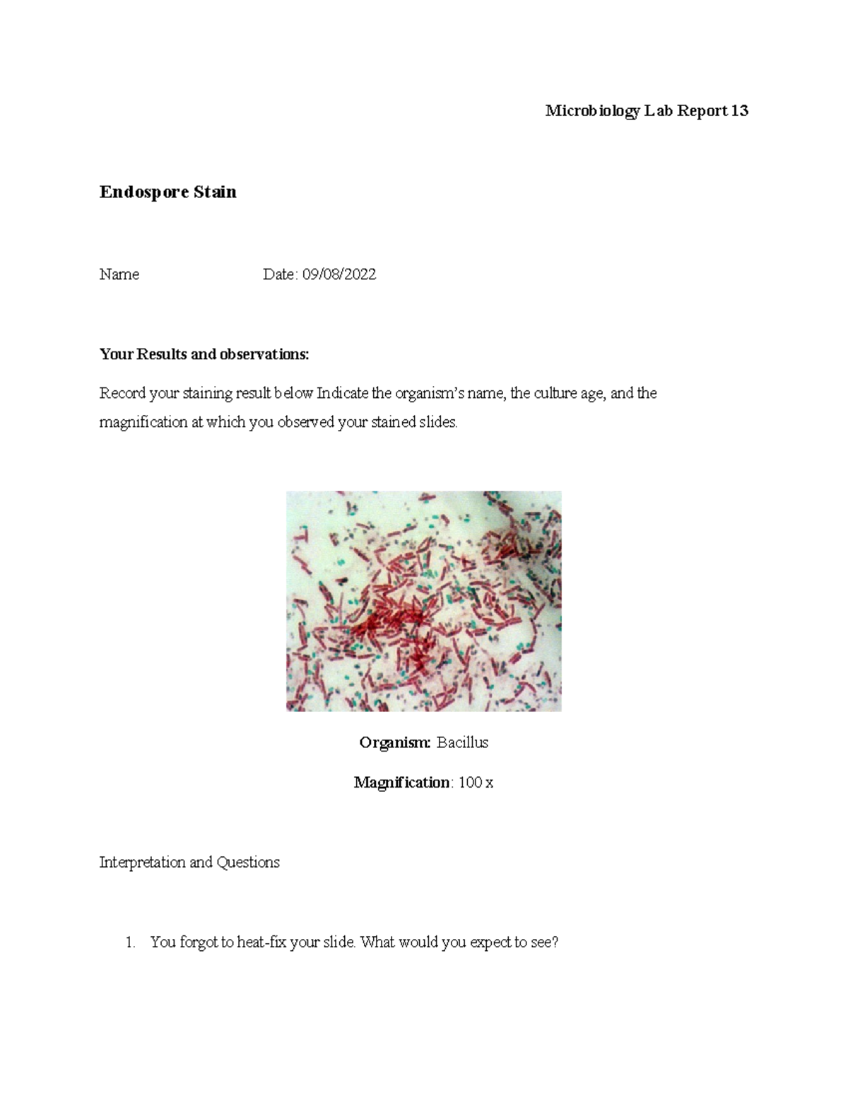 Microbiology Lab Report 13 - Organism: Bacillus Magnification : 100 x ...