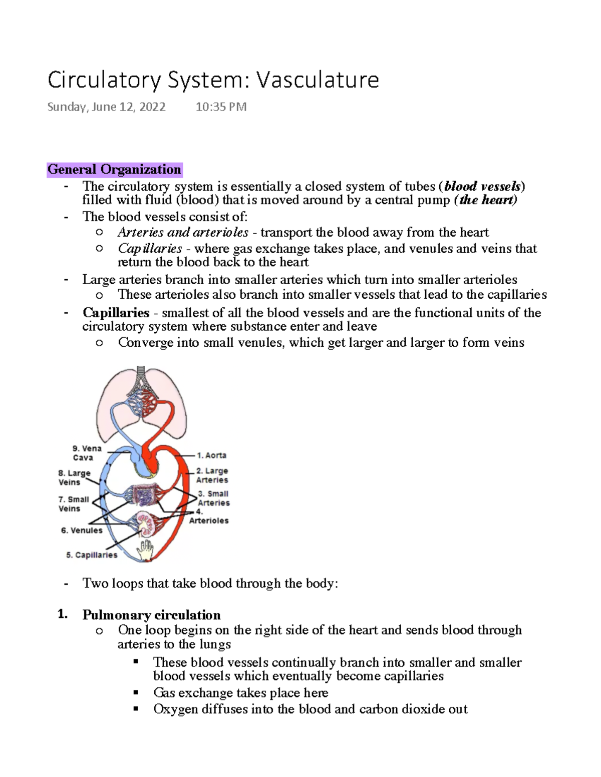Physiolgy 2130 - Circulatory System Vasculature - General Organization ...