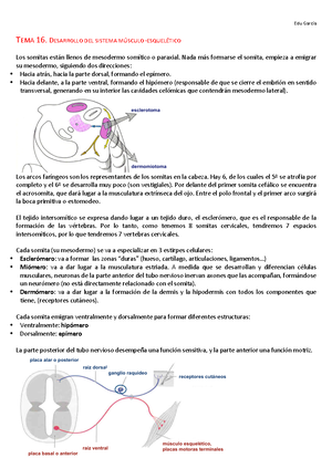 Abdomen-1 - Apuntes anatomía abdomen - ABDOMEN- Es la parte inferior ...
