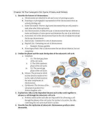 Cell cycle mitosis meiosis - Cell Growth Requirements for Cell Growth ...