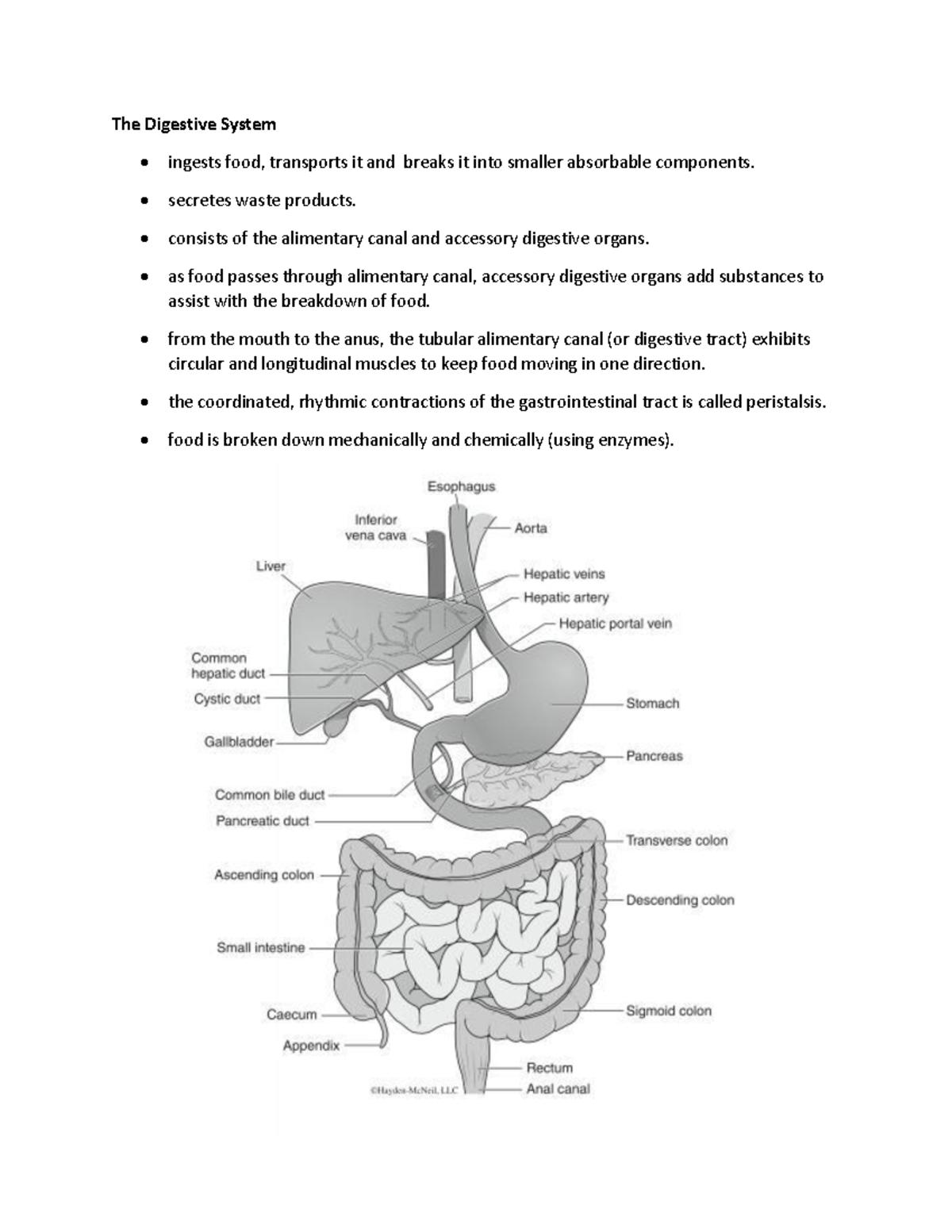 The Digestive System - secretes waste products. - consists of the ...