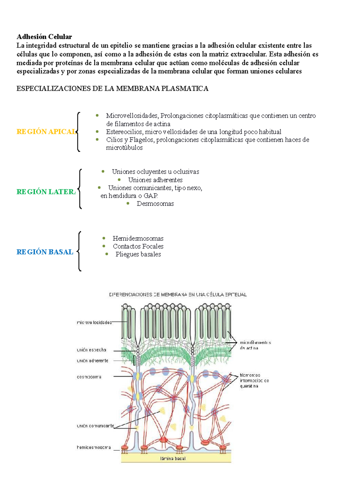 Tejido epitelial segunda parte Resumen - Adhesión Celular La integridad ...