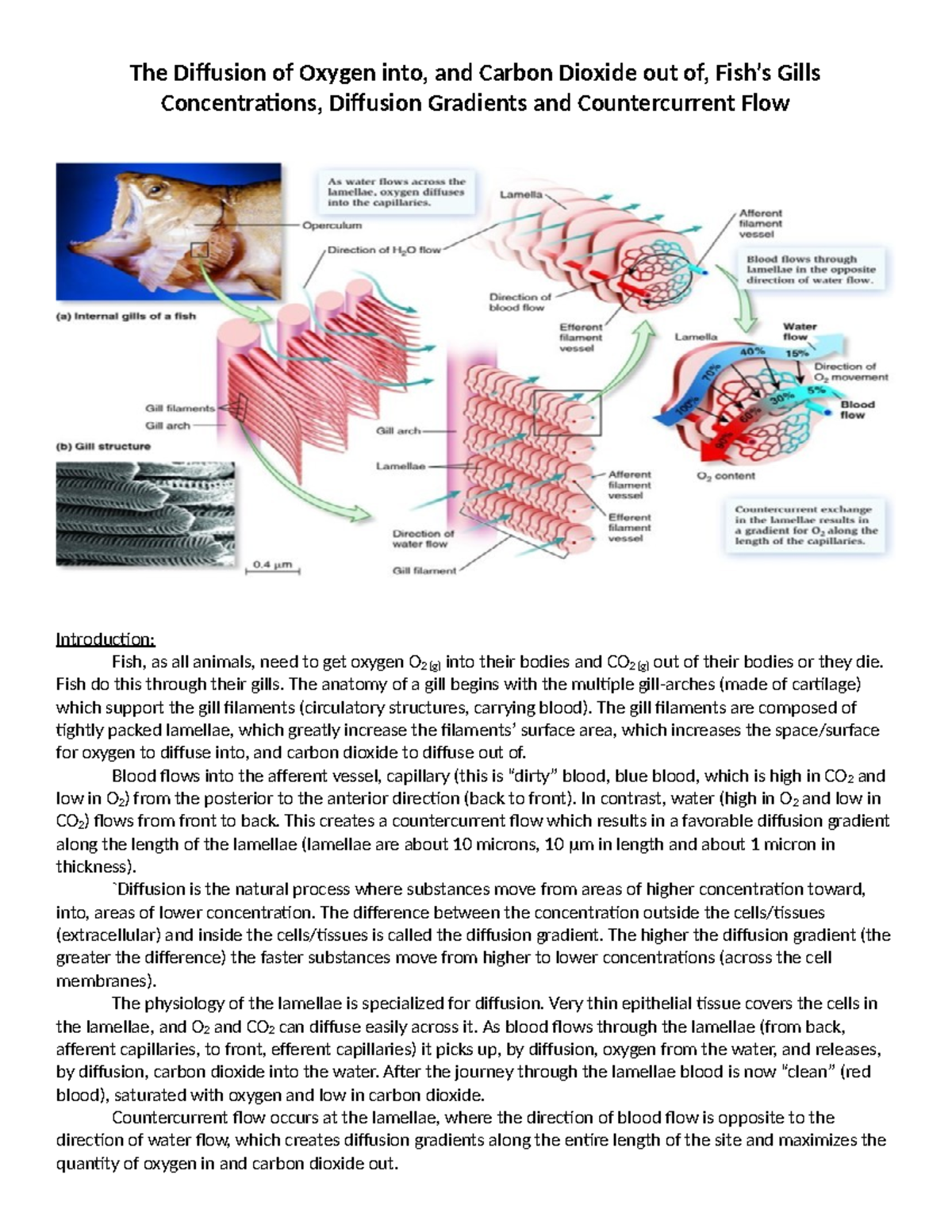 Countercurrent 2 - sda - The Diffusion of Oxygen into, and Carbon ...