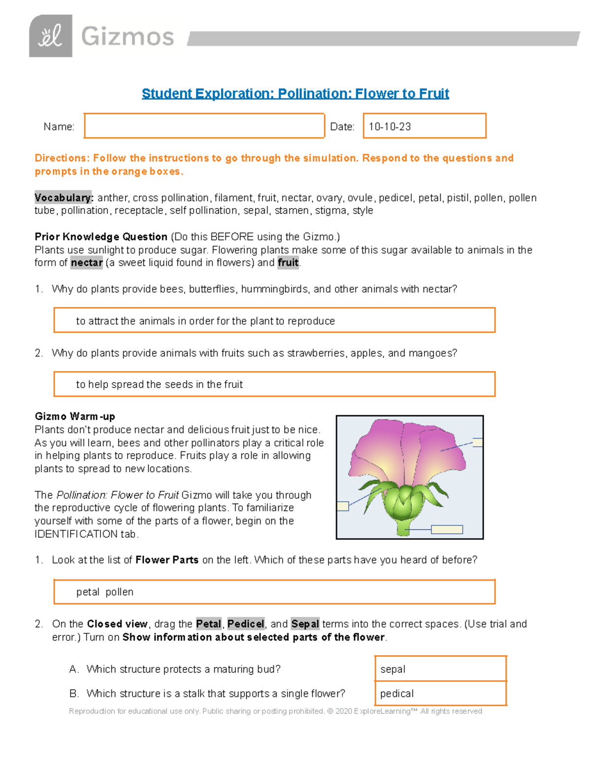 Copy of Copy of Pollination Flower Fruit SE - Student Exploration ...