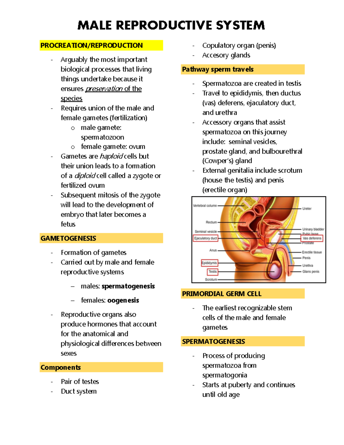 Male Reproductive System - PROCREATION/REPRODUCTION Arguably the most ...