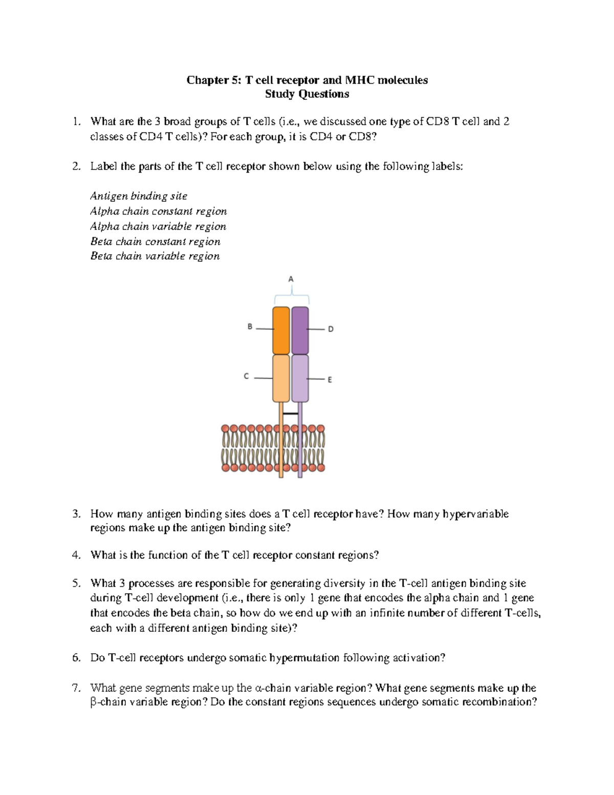 Chapter 5- Study Questions - Chapter 5: T cell receptor and MHC ...