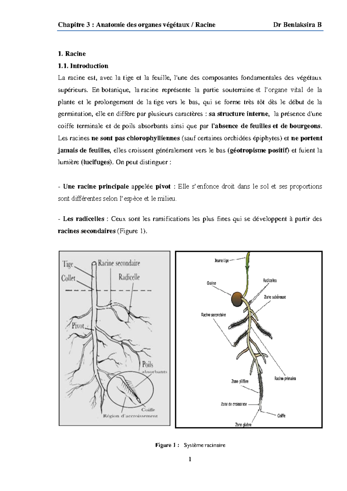 Chapitre 3 botanique - Végetal - Racine Introduction La racine est ...