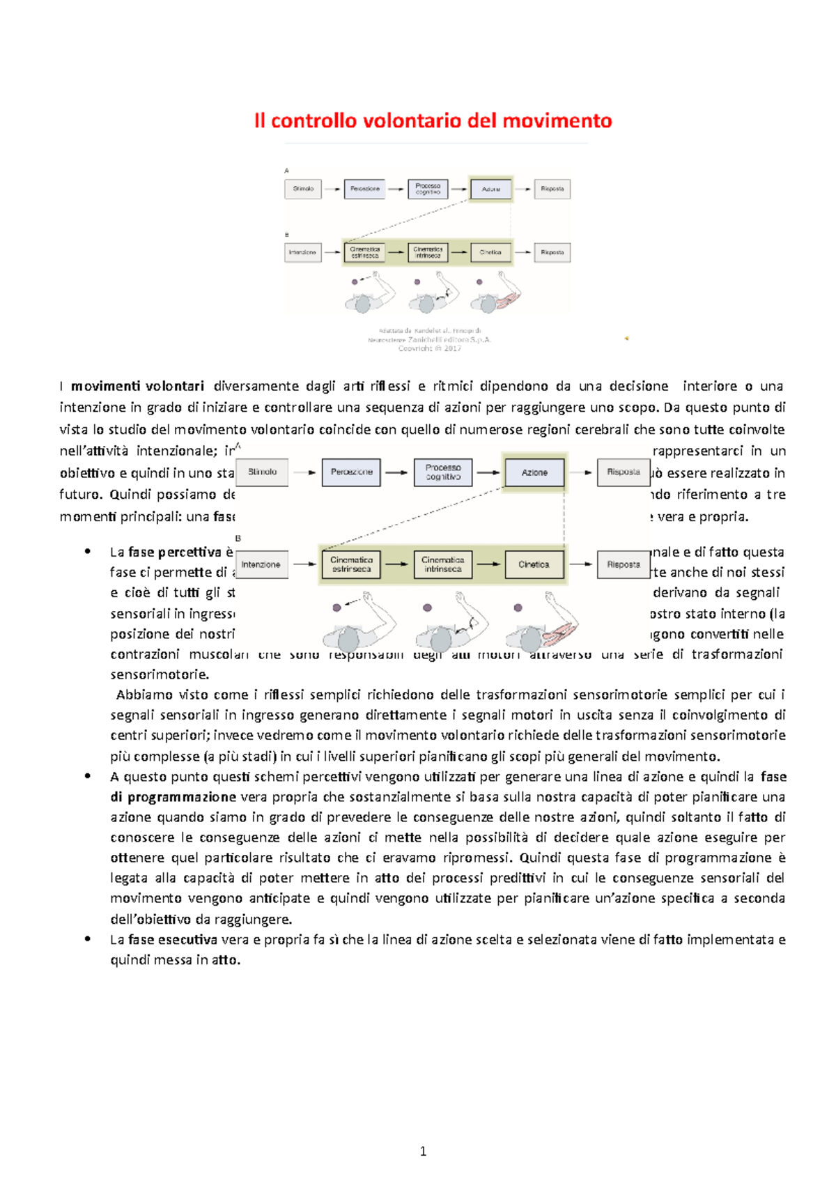 24 - Il controllo cerebrale del movimento - I movimenti volontari ...
