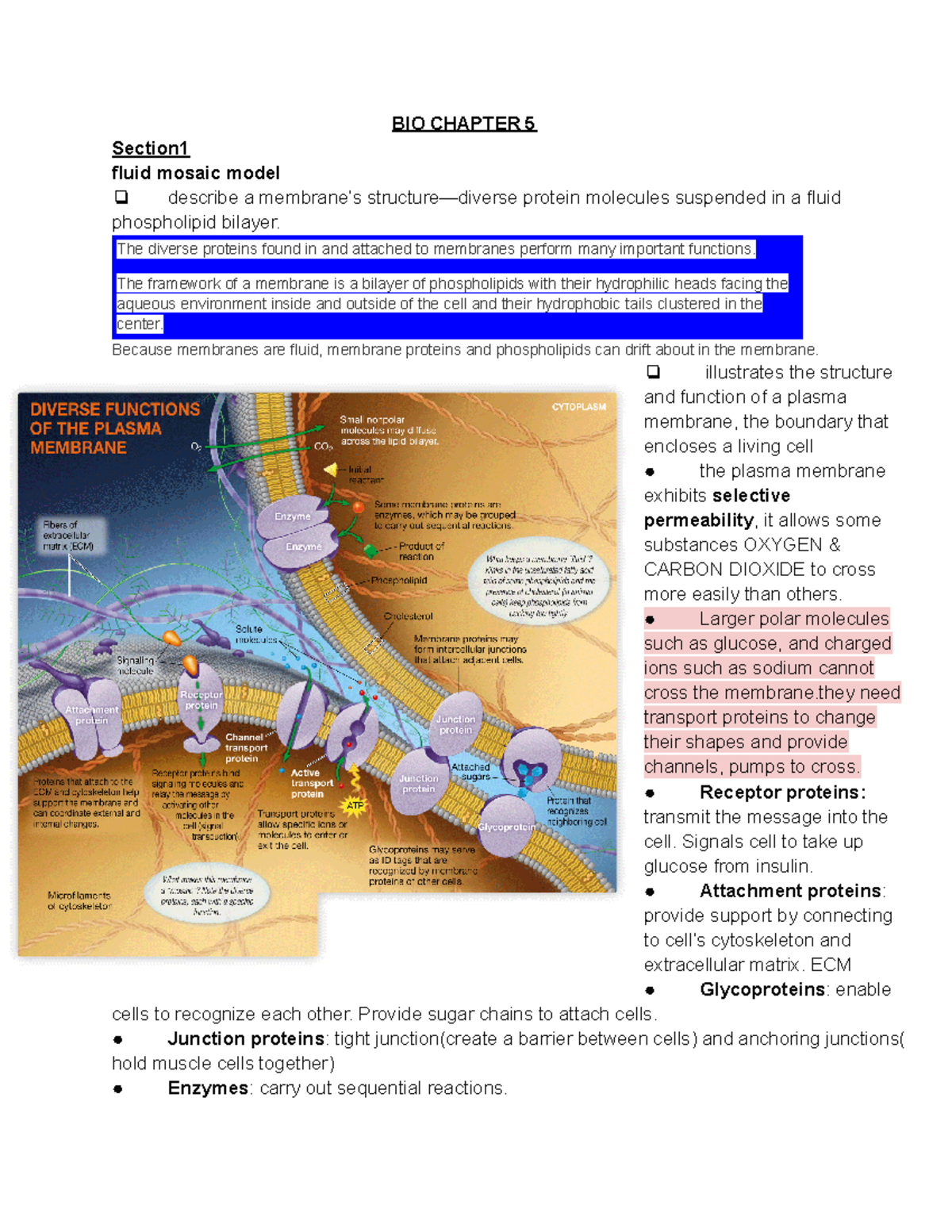 Bio 1050 Chapter 5 - BIO CHAPTER 5 Section fluid mosaic model describe ...
