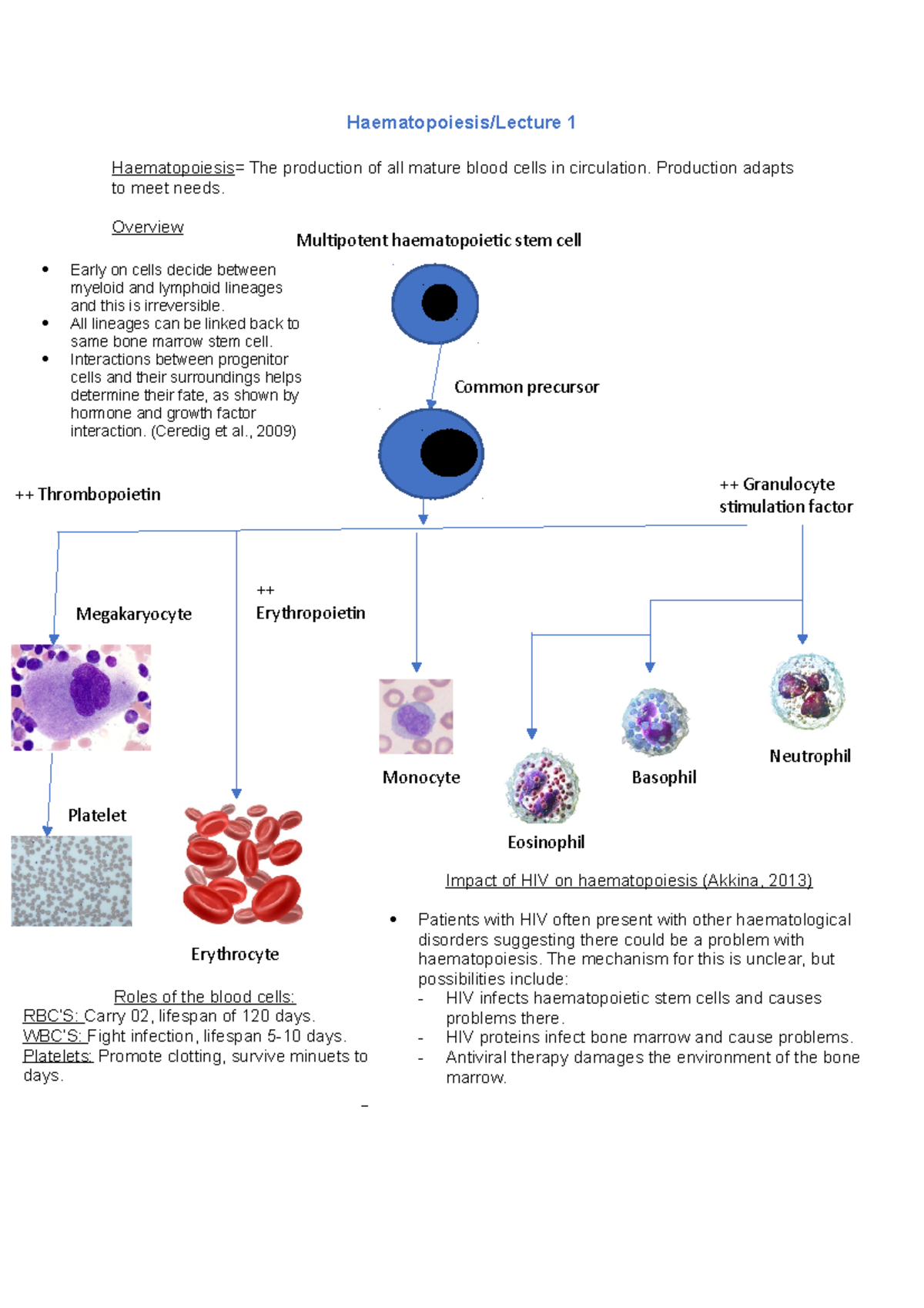 Lecture 1 revision poster - 1 The production of all mature blood cells ...