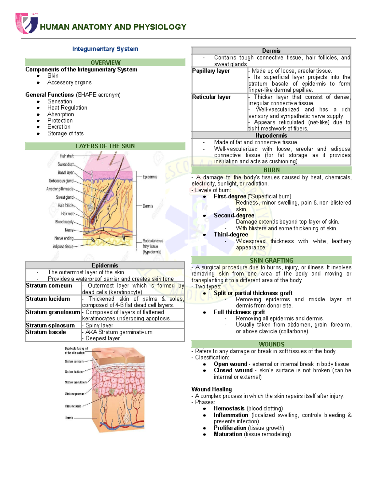 A&P Integumentary System - Integumentary System OVERVIEW Components of ...